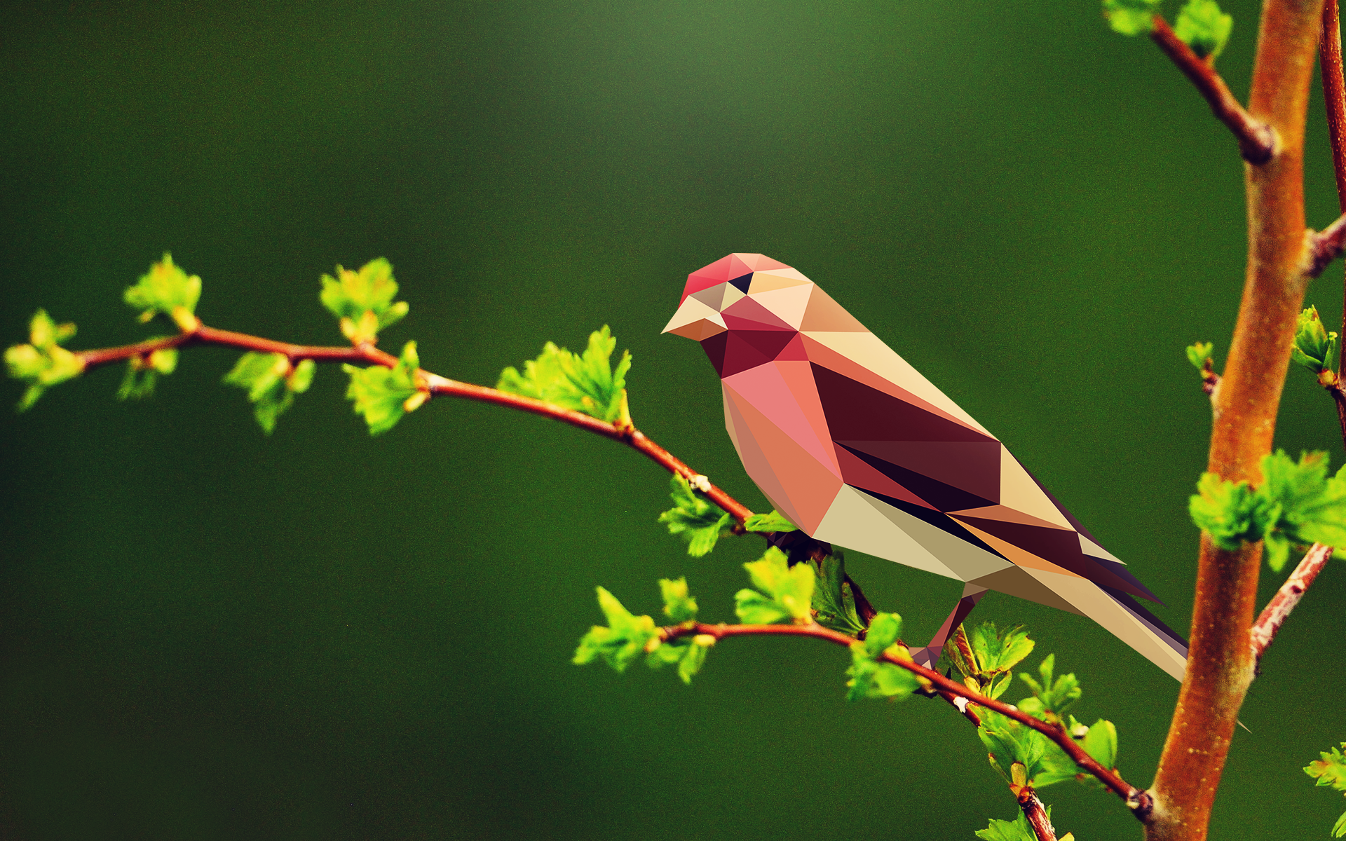 Download Animal Bird HD Wallpaper