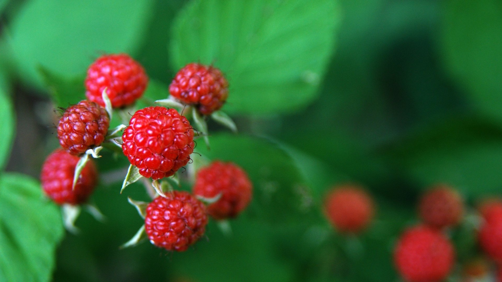 Download Food Raspberry HD Wallpaper