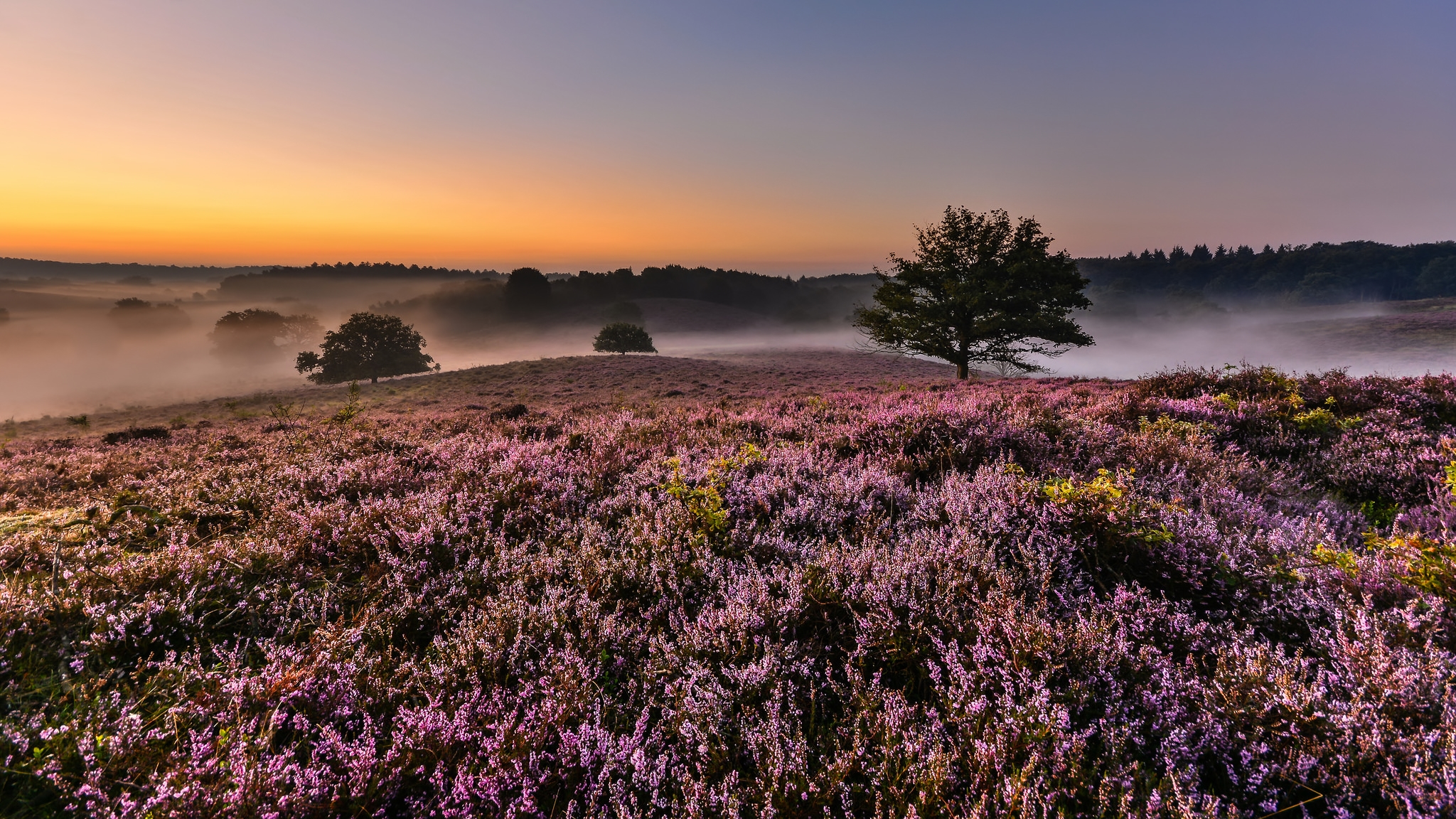 Download Nature Landscape HD Wallpaper