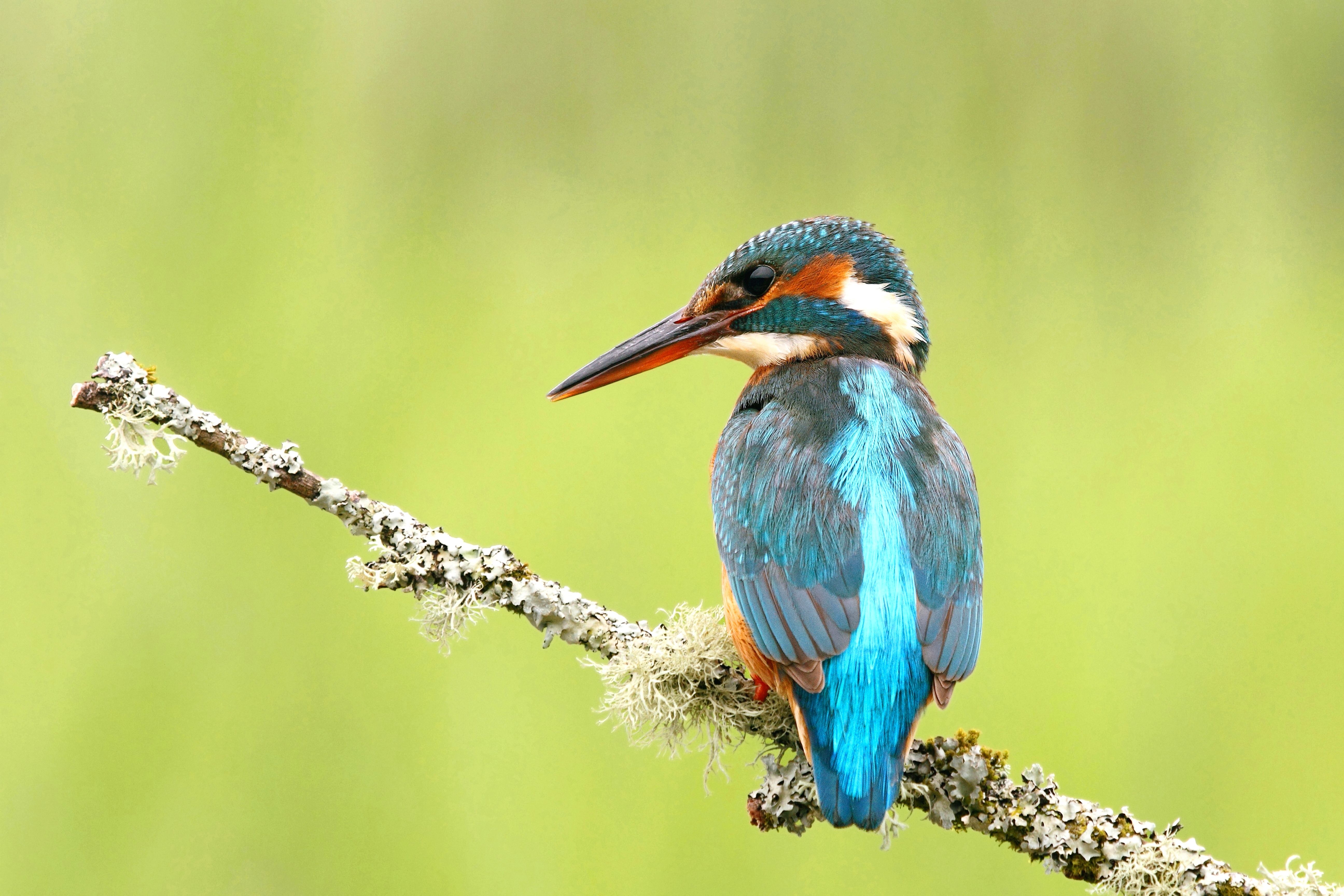 Kingfisher 4k Wallpaper