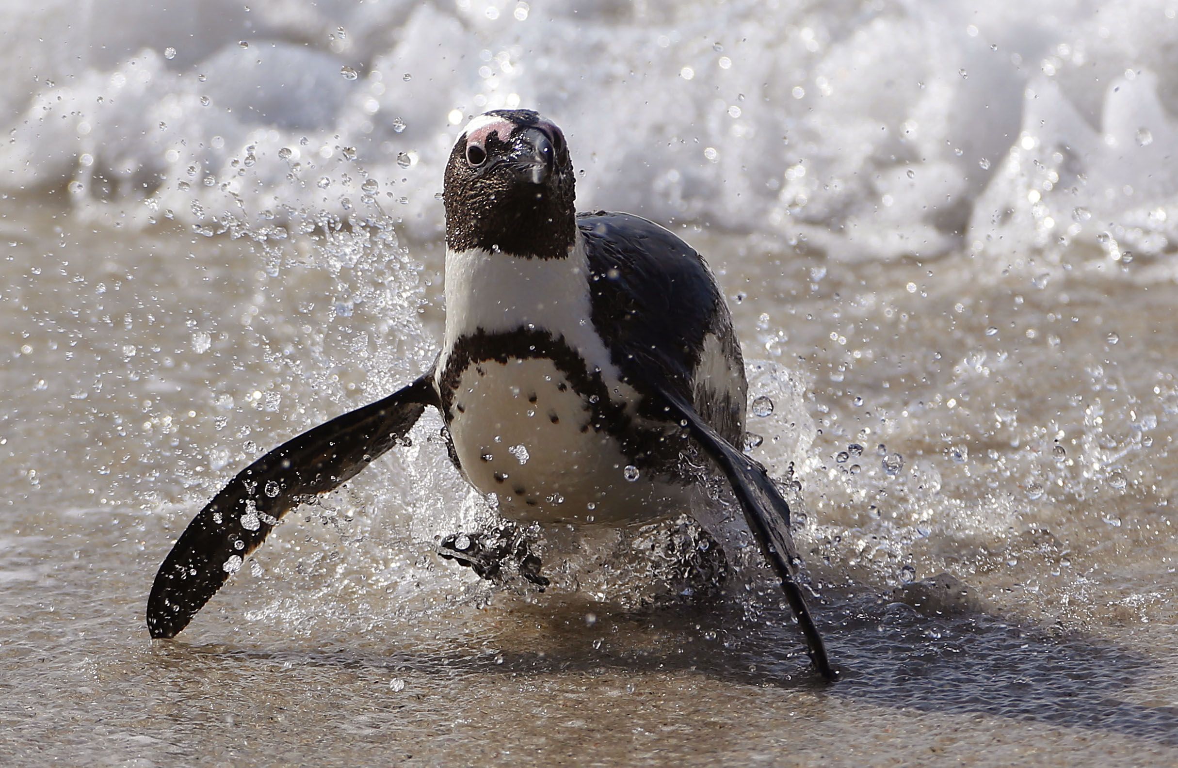 Download Animal Penguin HD Wallpaper