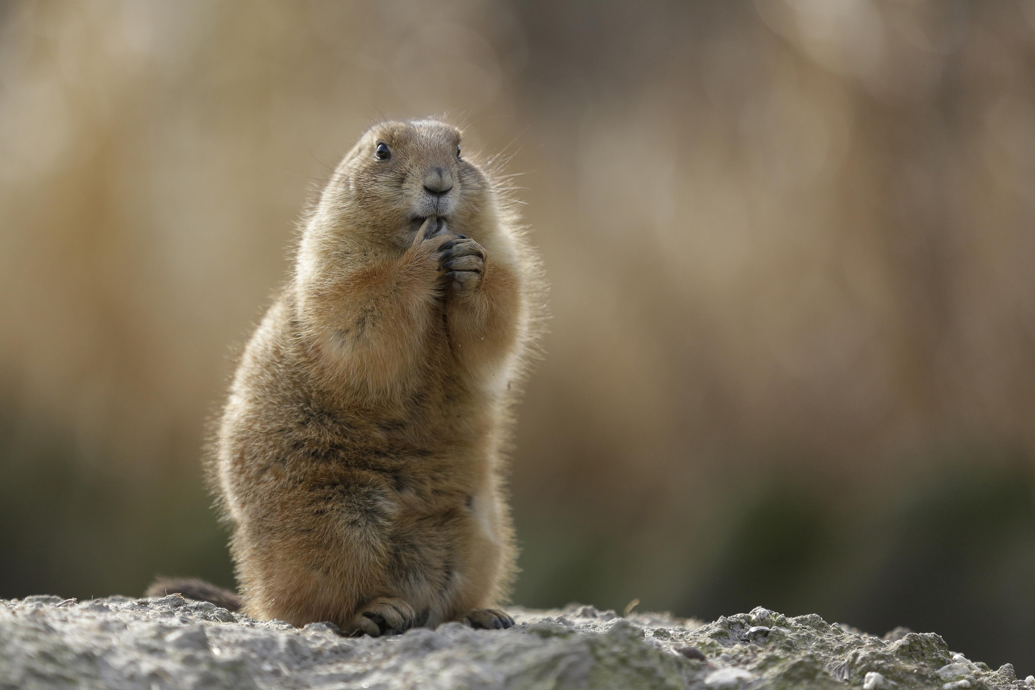 Marmot HD Wallpaper