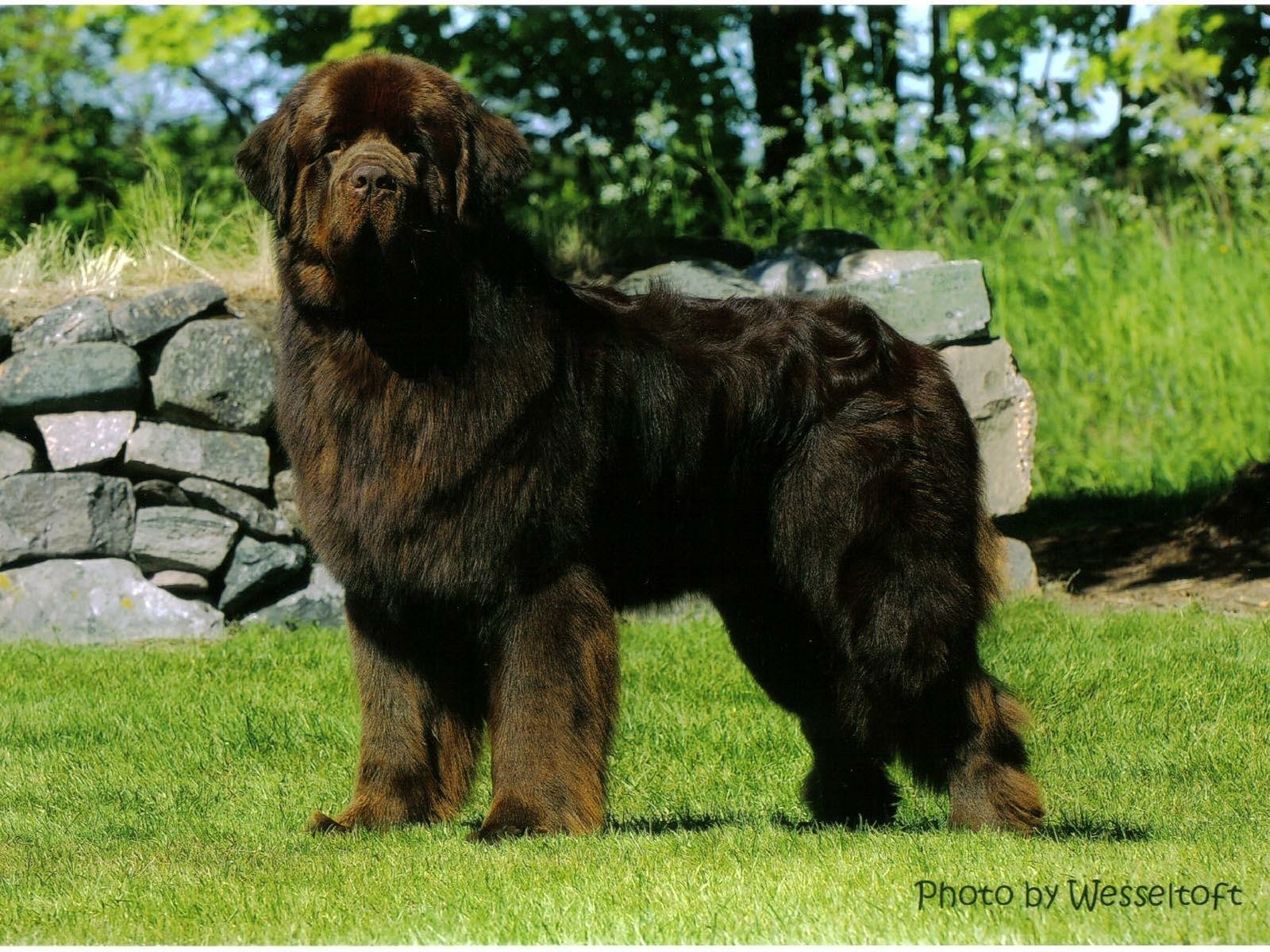 Download Animal Newfoundland Wallpaper
