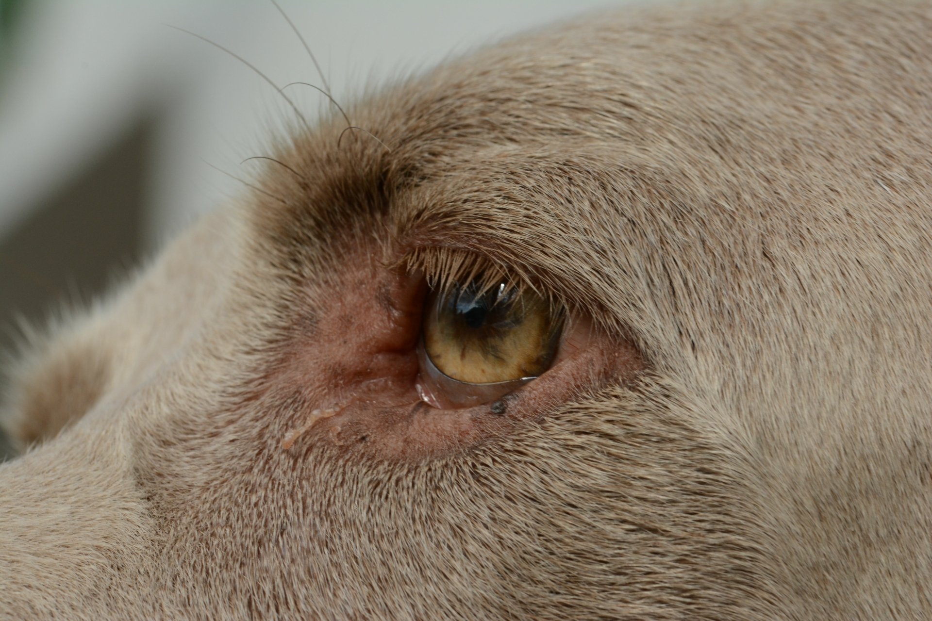 Download Animal Eye 4k Ultra HD Wallpaper