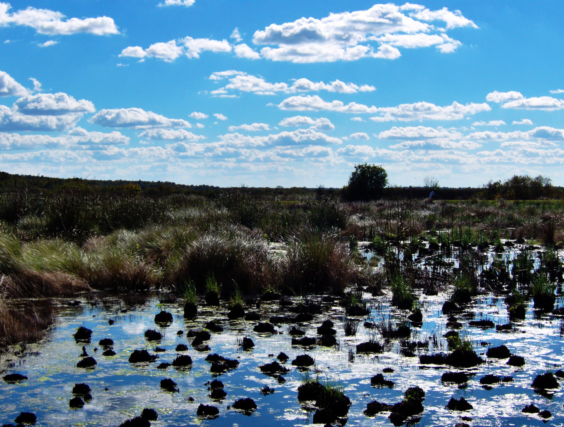 Download Nature Swamp HD Wallpaper