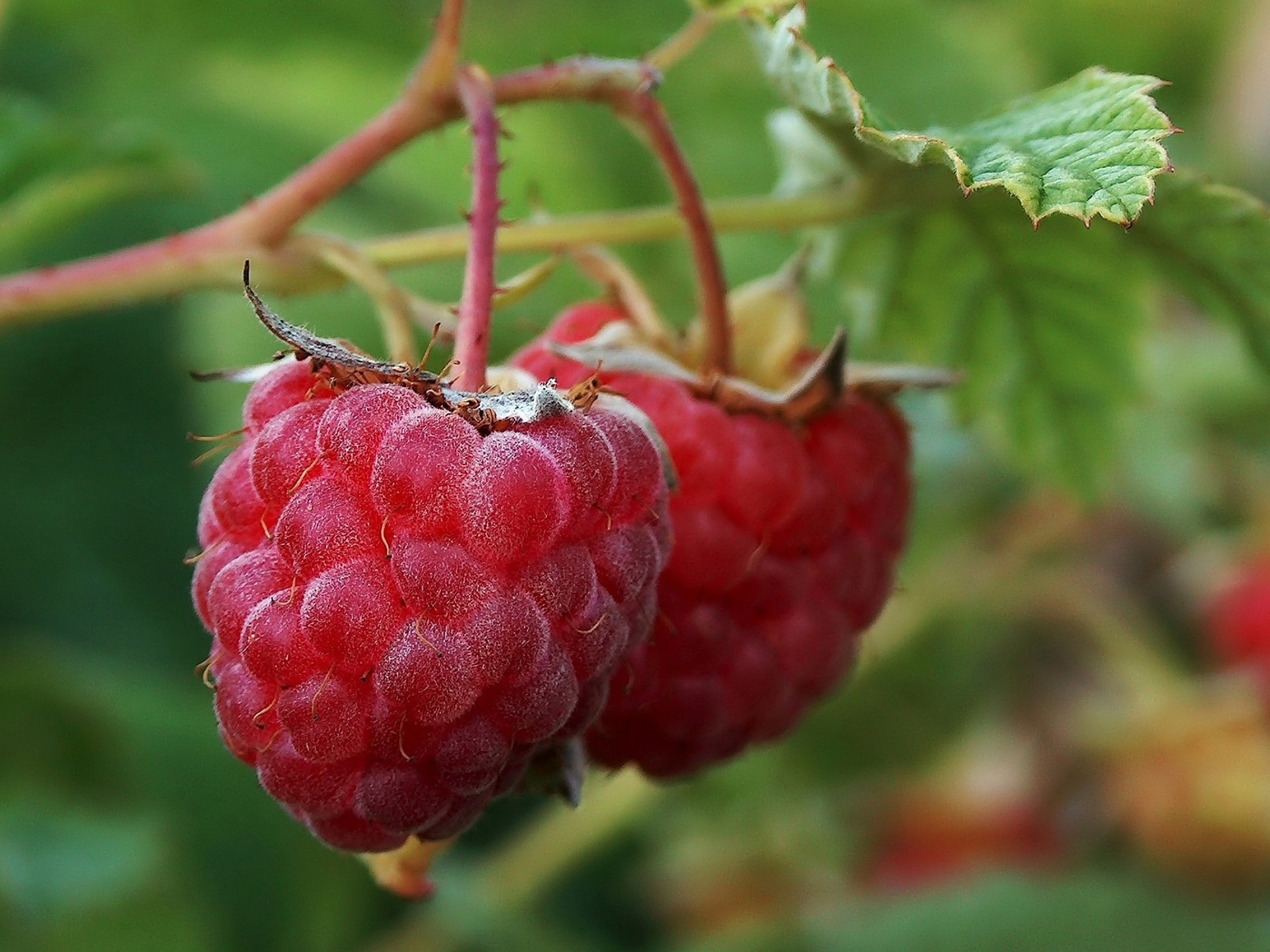 HD Raspberry Delight: Fresh and Juicy Food Wallpaper