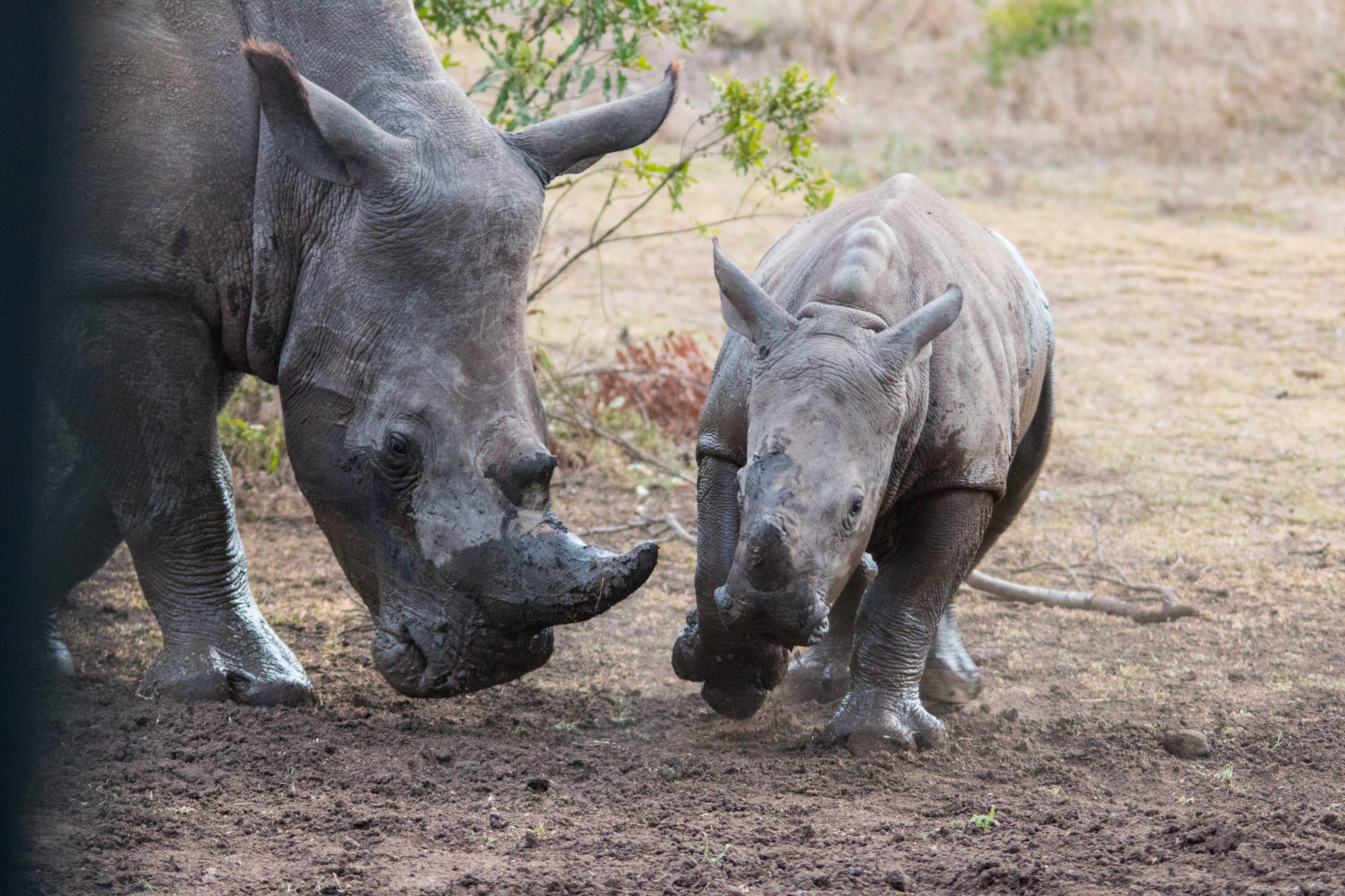 Rhino HD Wallpaper | Background Image | 2736x1824 | ID:647303 ...