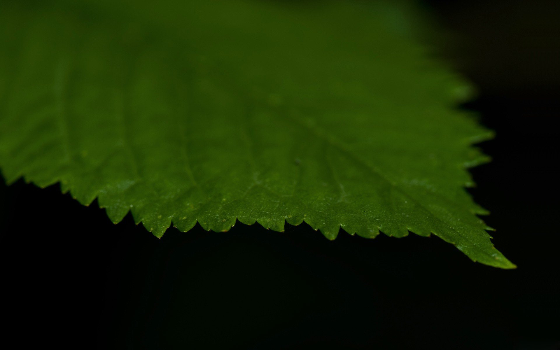 Download Nature Leaf HD Wallpaper