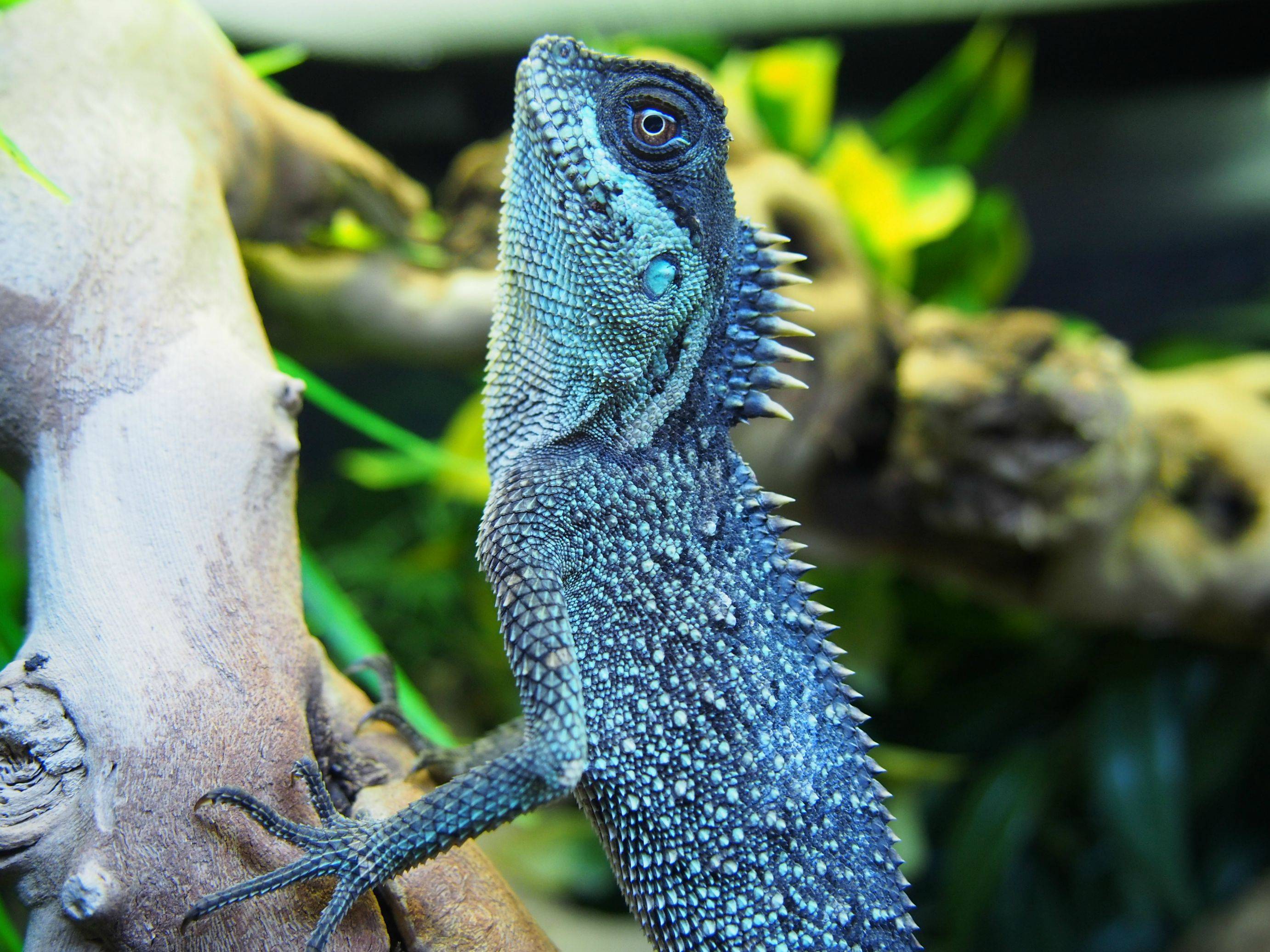 Mountain Horned Lizard Habitat
