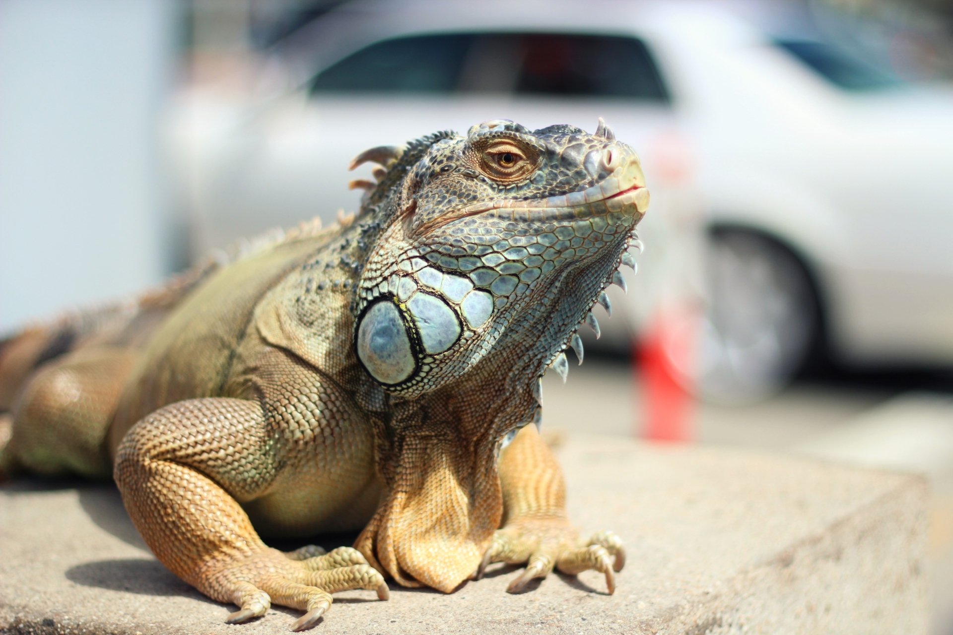 Download Animal Iguana HD Wallpaper