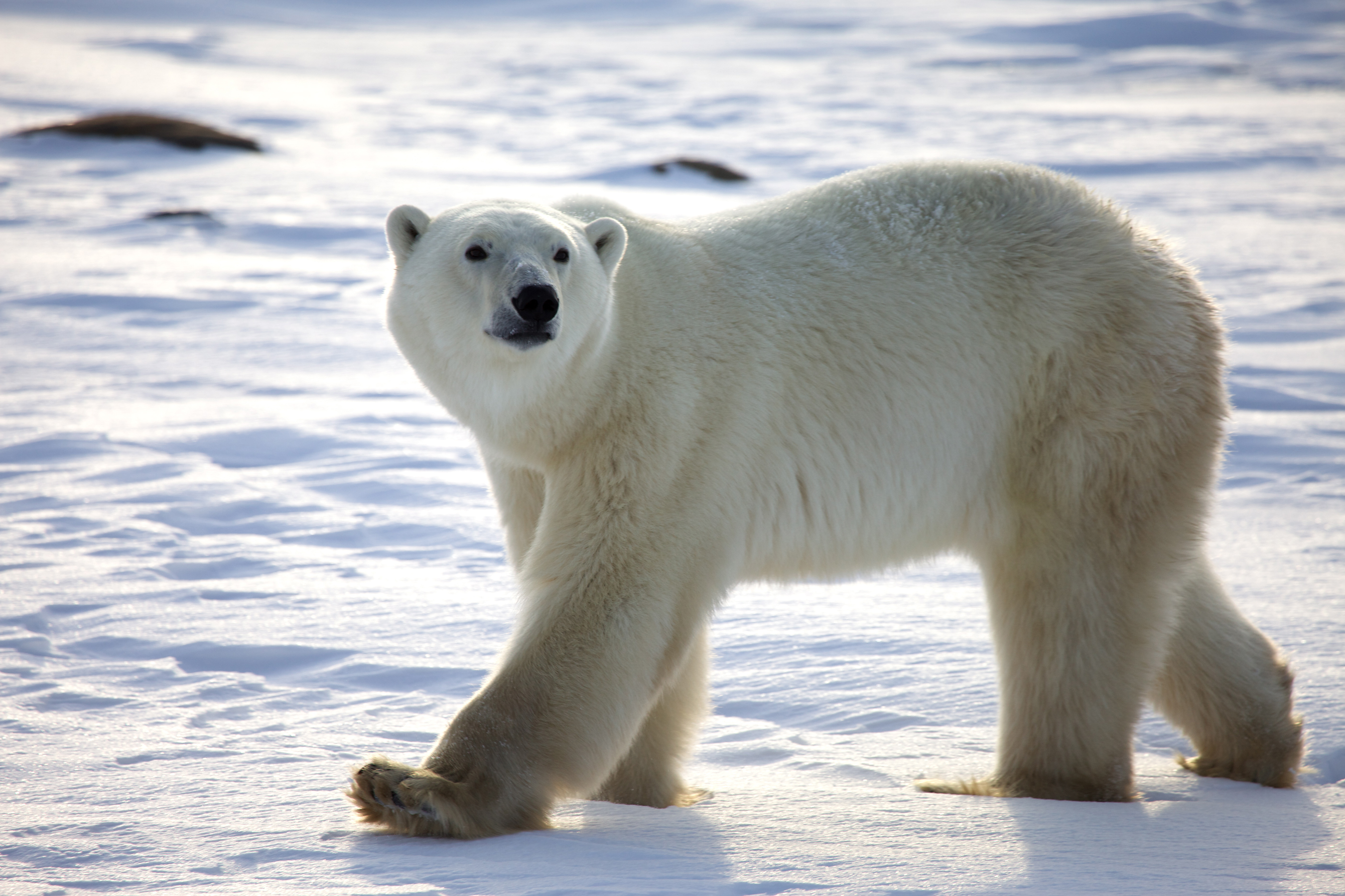 Download Animal Polar Bear HD Wallpaper