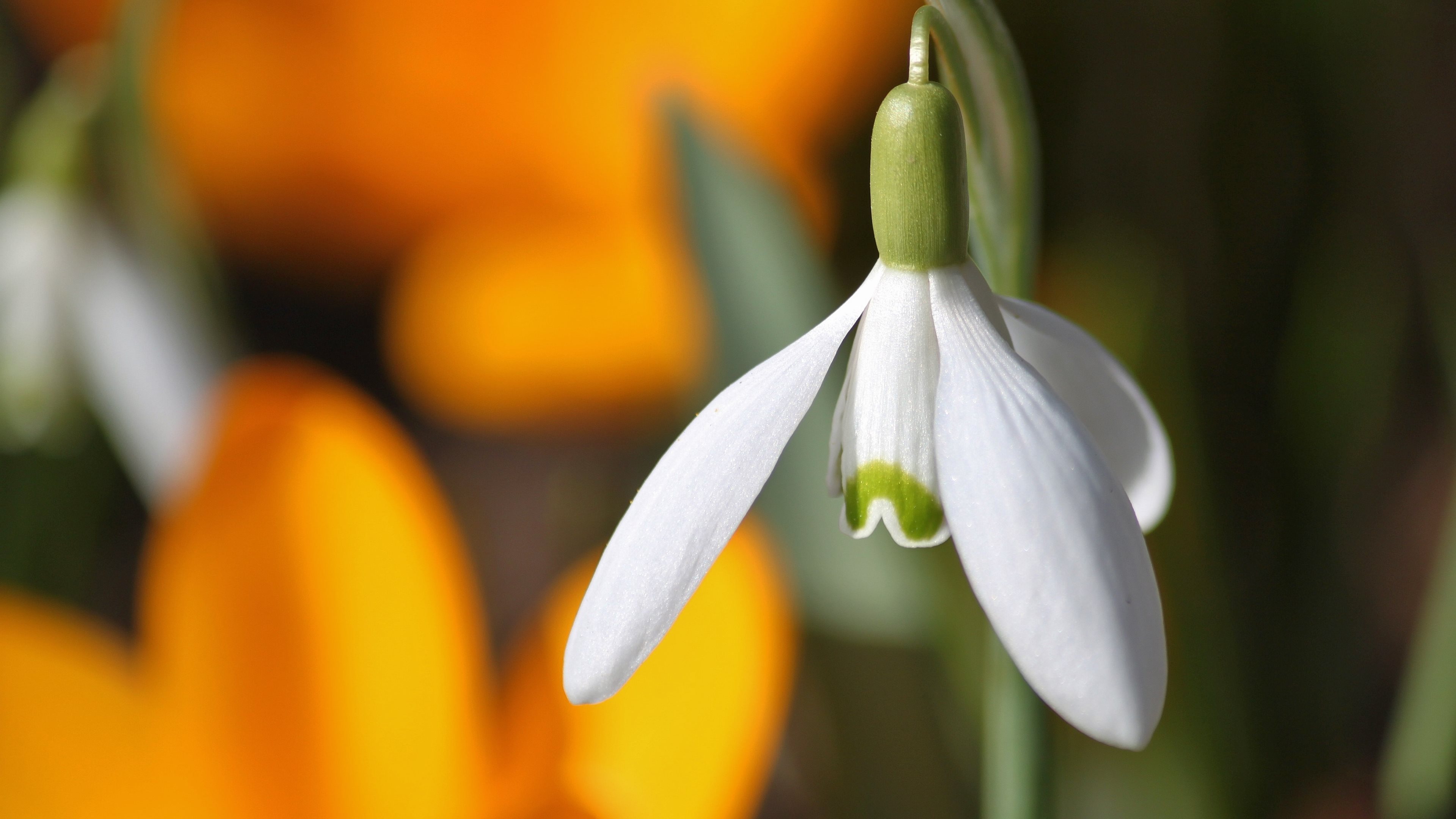 Download Close-up Nature Flower Snowdrop 4k Ultra HD Wallpaper by Anja ...