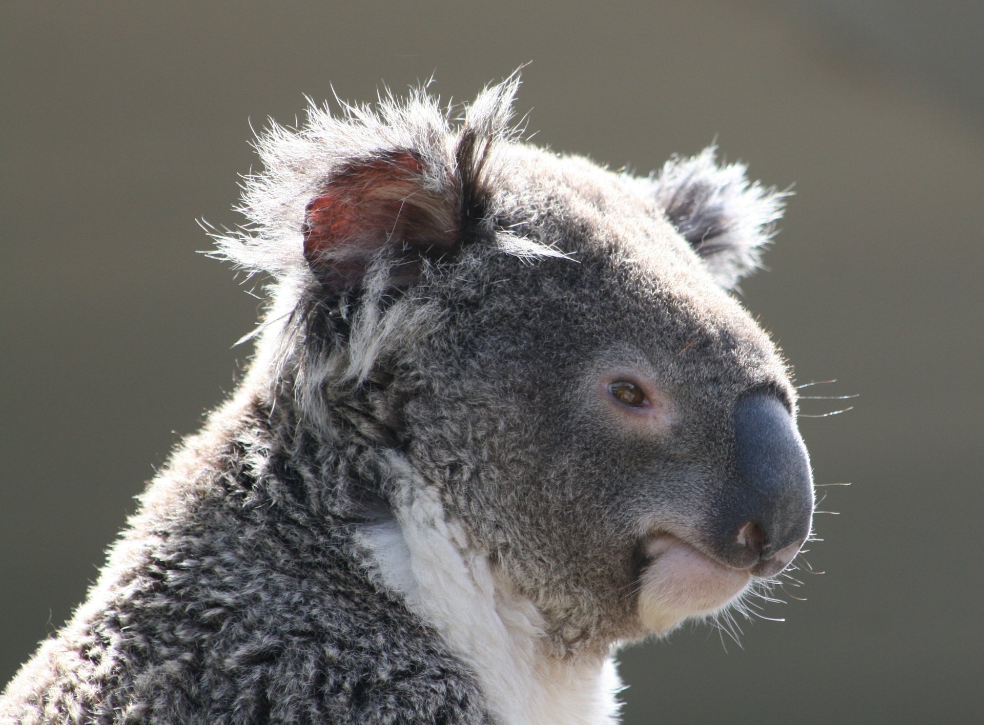 Download Animal Koala HD Wallpaper | 3196x2355 | Wallpaper Abyss