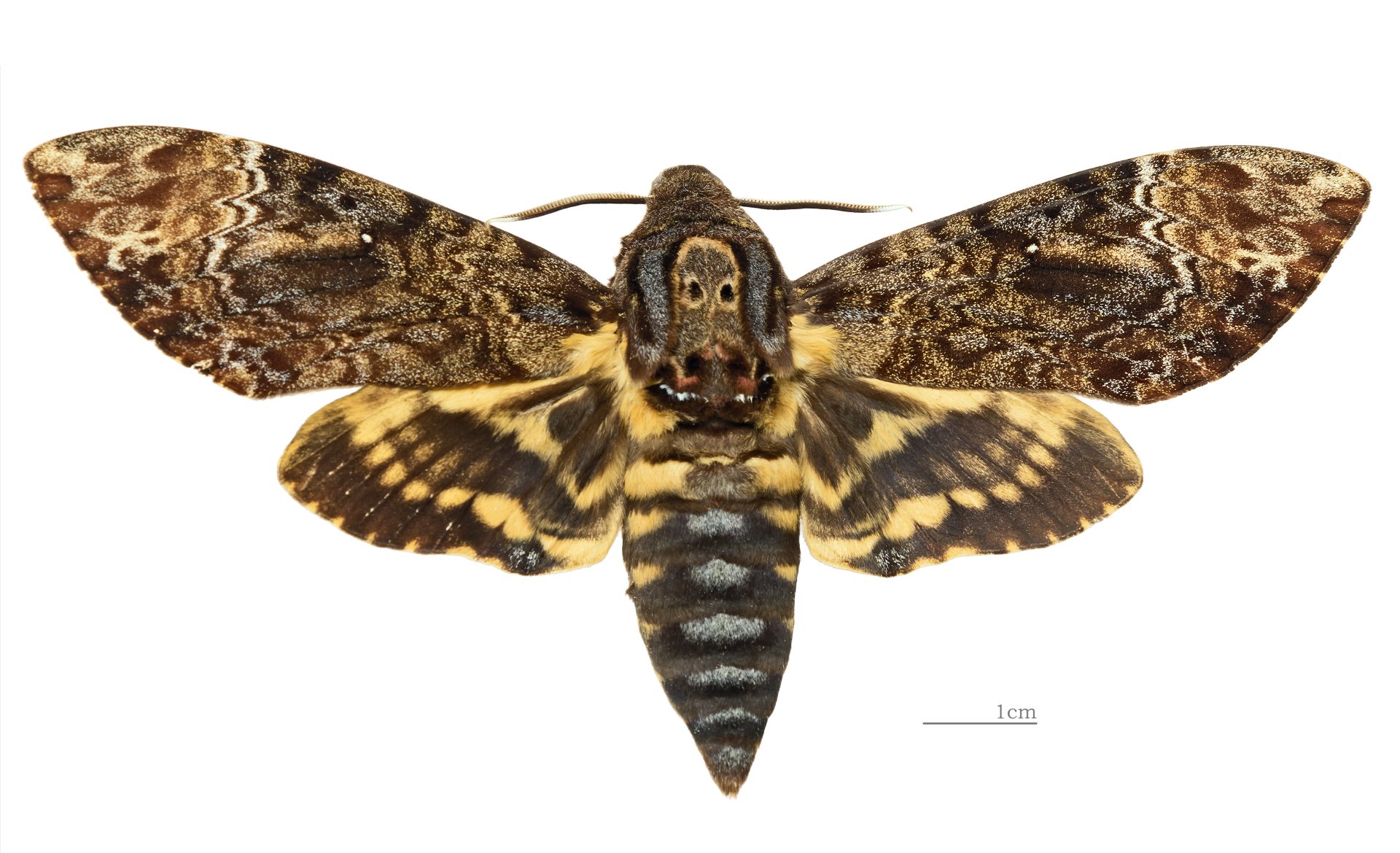 Download Animal Deaths Head Moth 4k Ultra HD Wallpaper