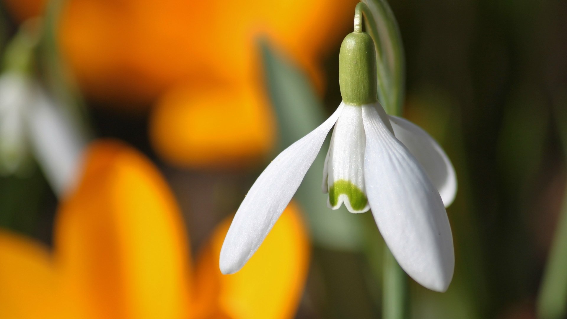 Download Close-up Nature Flower Snowdrop 4k Ultra HD Wallpaper by Anja ...