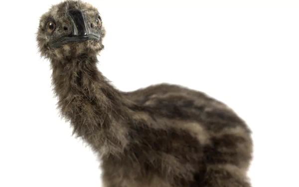 Broad-billed Moa 4k Wallpapers