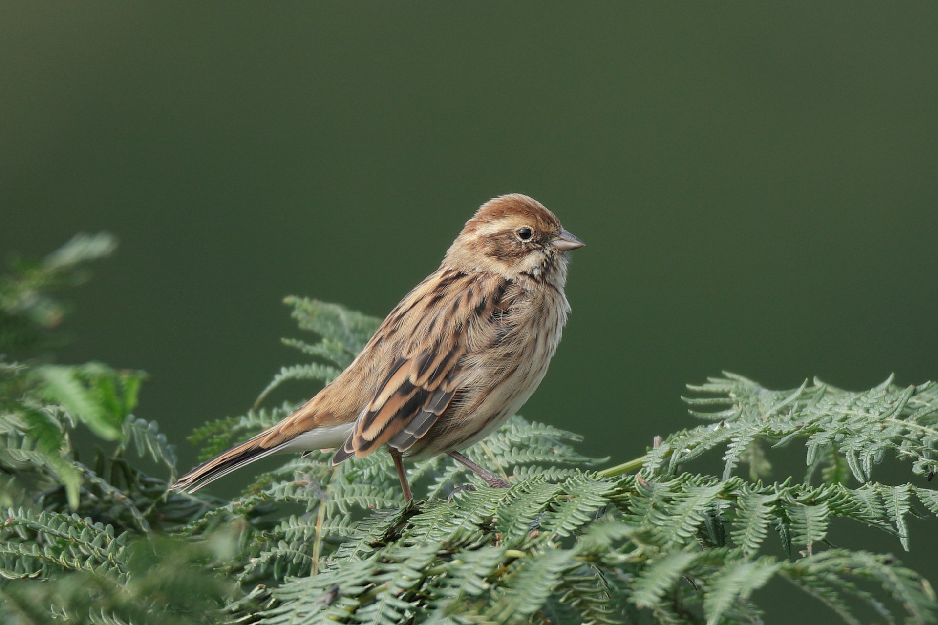 HD Bunting Bird Perched in Natural Greenery Wallpaper by Hammerchewer