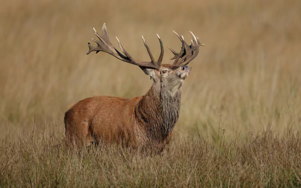 Majestic Stag Silhouette - Stunning HD Wallpaper by Hammerchewer