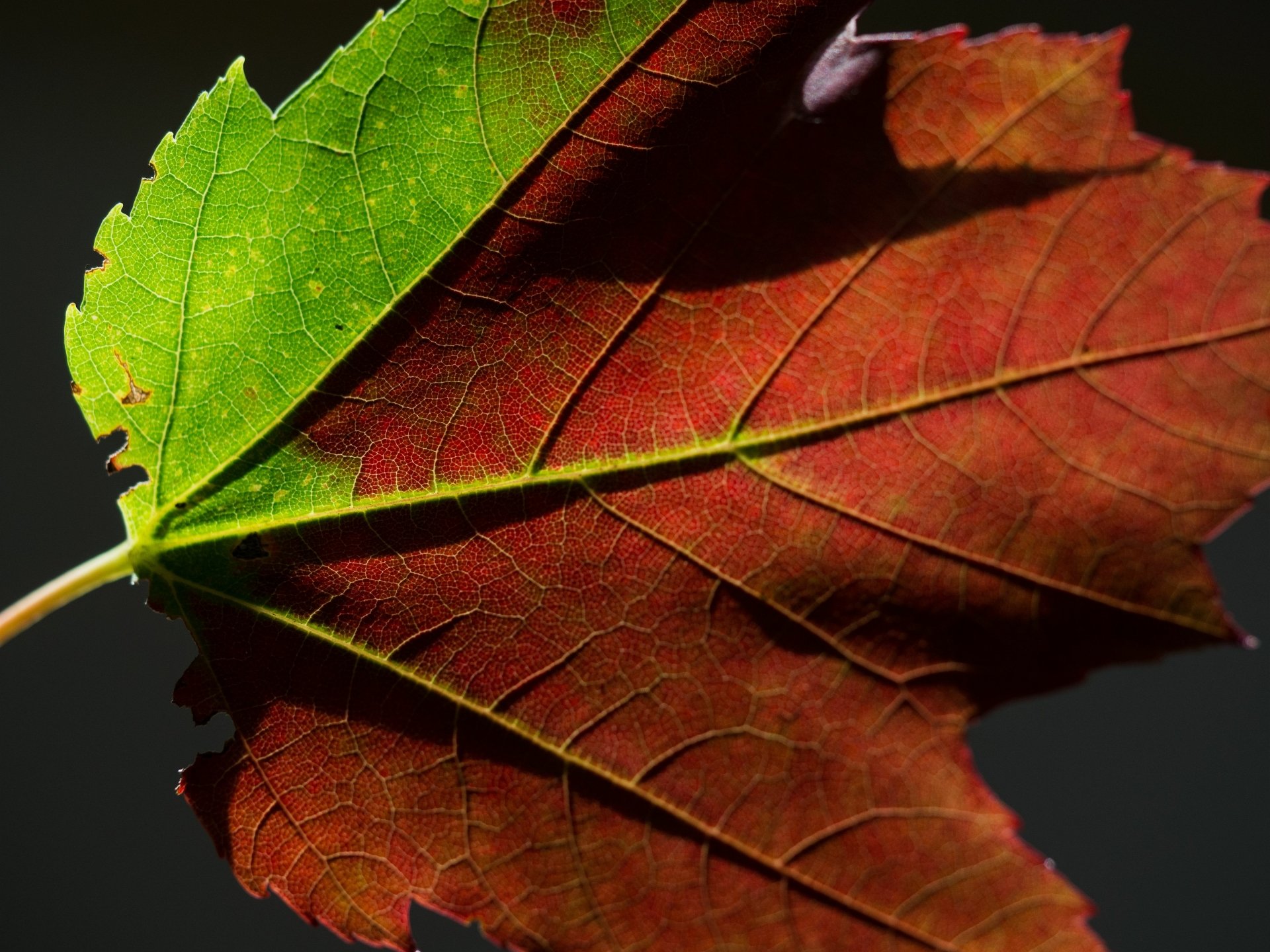Nature Leaf 4k Ultra HD Wallpaper