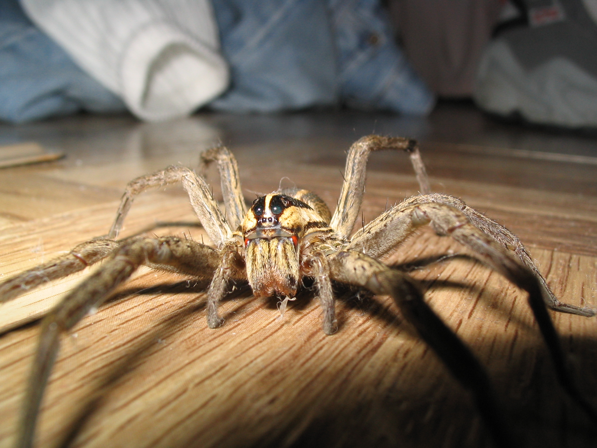 Spider Queen Extinction Wallpaper
