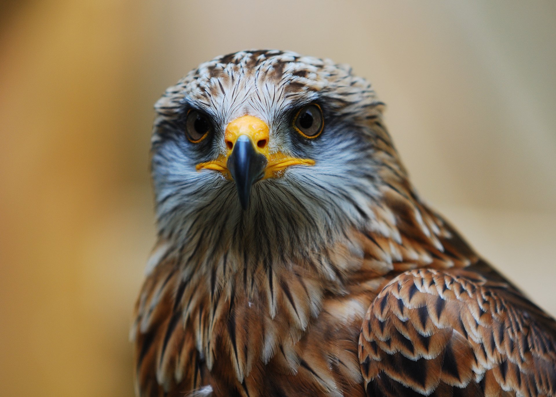 Download Animal Hawk HD Wallpaper