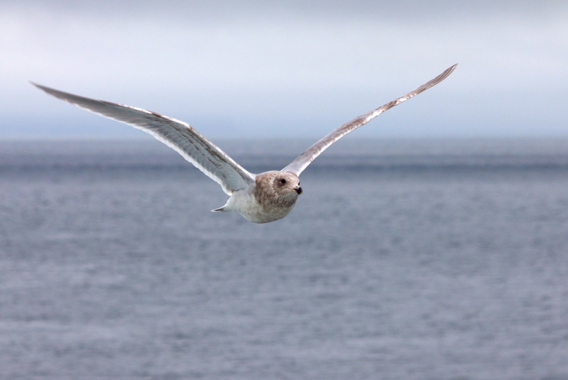Animal Seagull 4k Ultra HD Wallpaper
