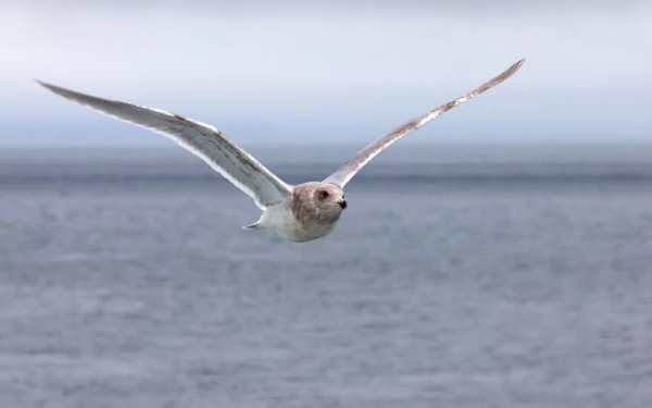 [40+] Seagull 4k Wallpapers