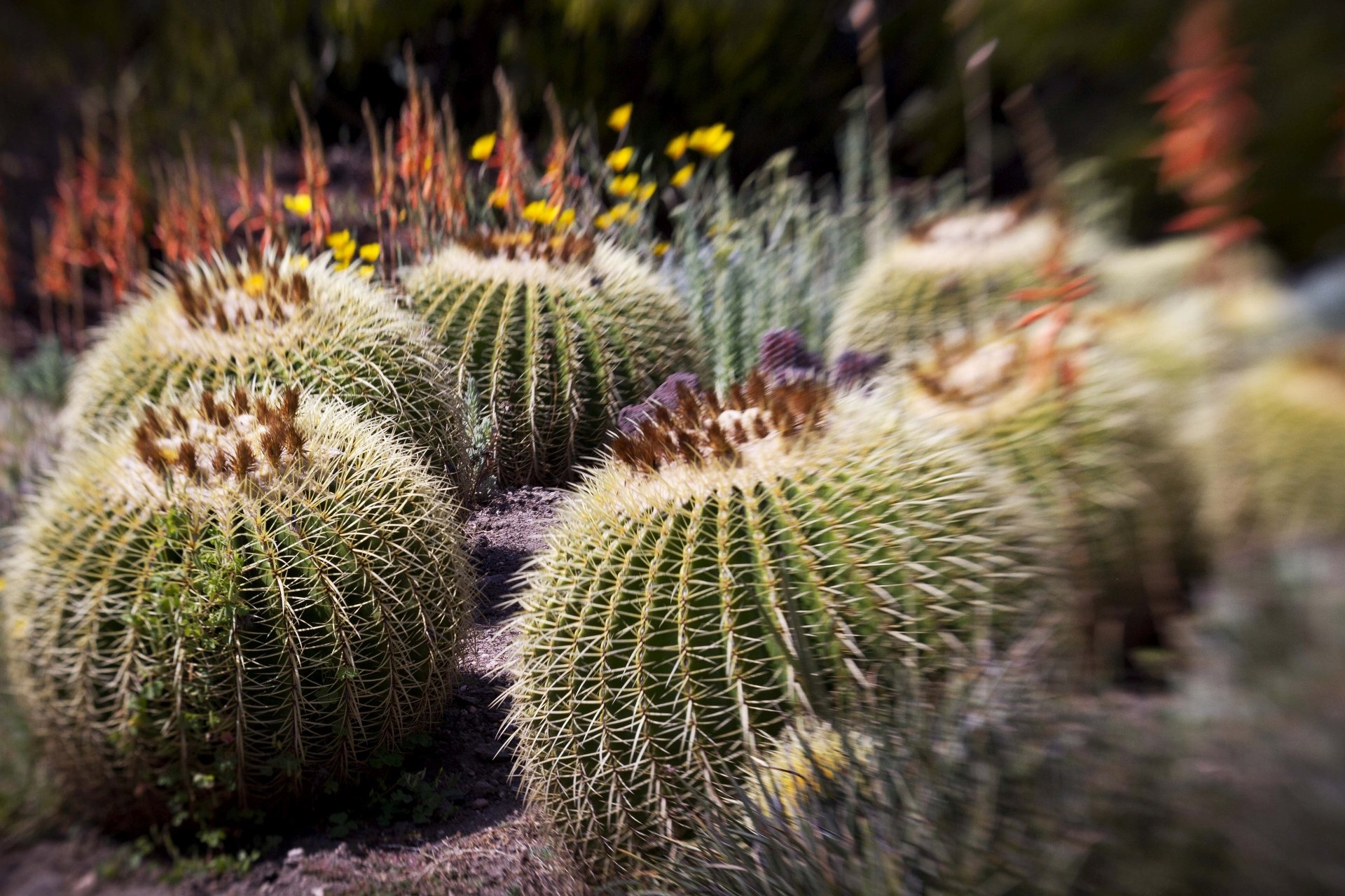 Download Nature Cactus 4k Ultra HD Wallpaper