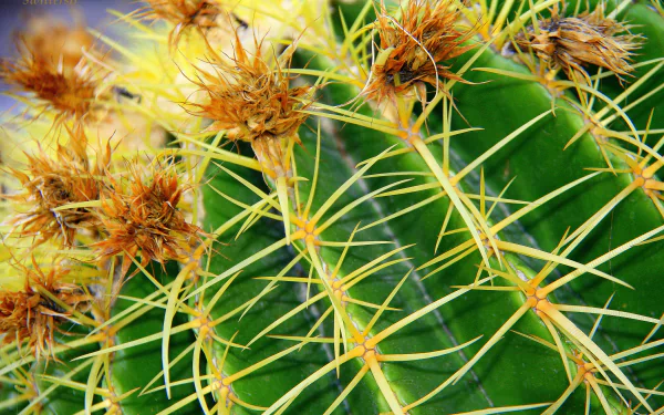 [50+] Cactus 4k Wallpapers