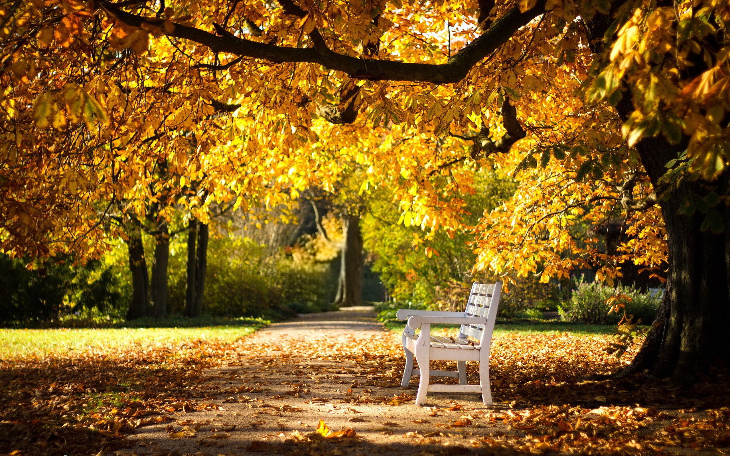 Download Man Made Bench HD Wallpaper