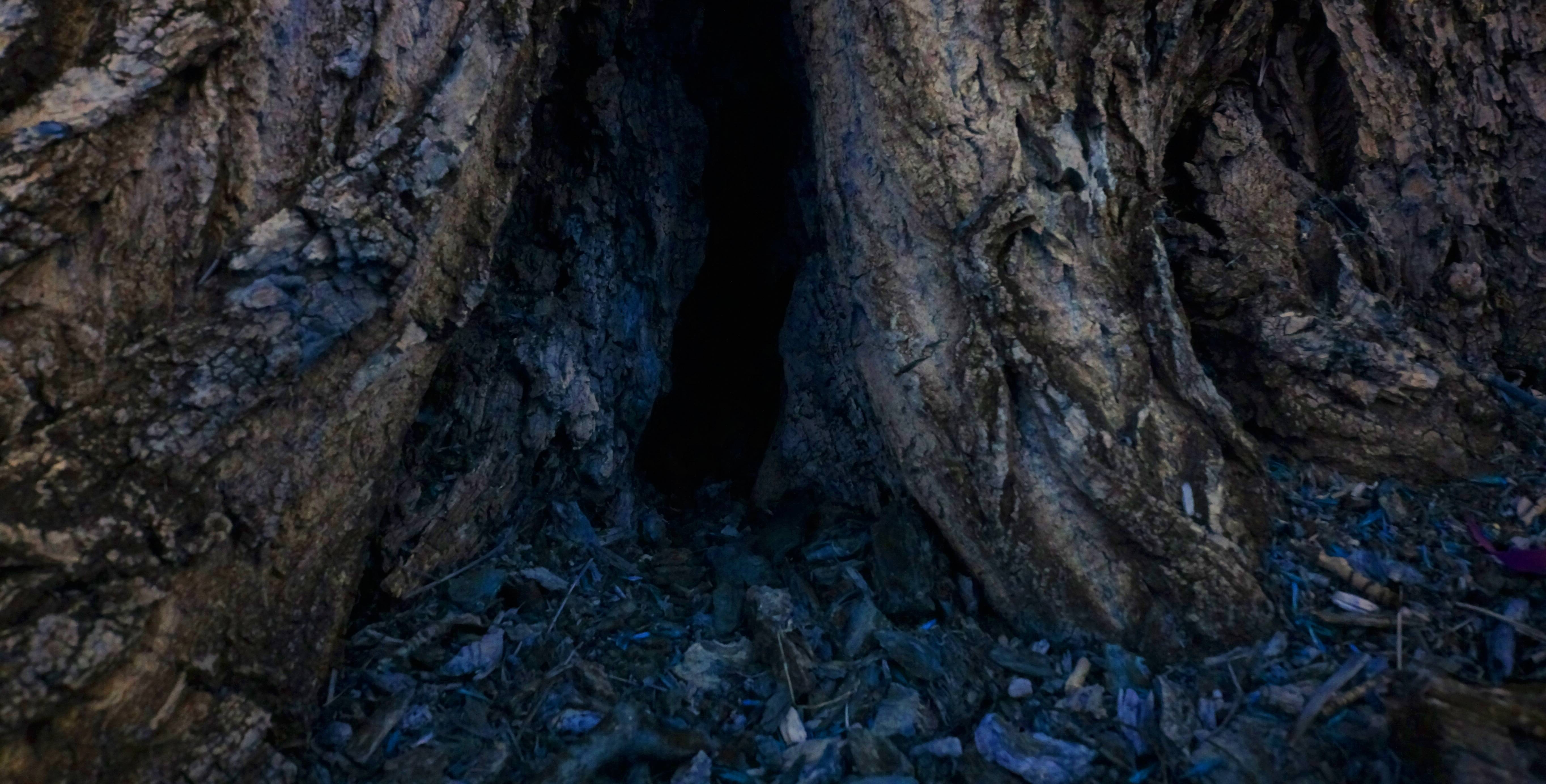 Download Nature Tree 4k Ultra HD Wallpaper