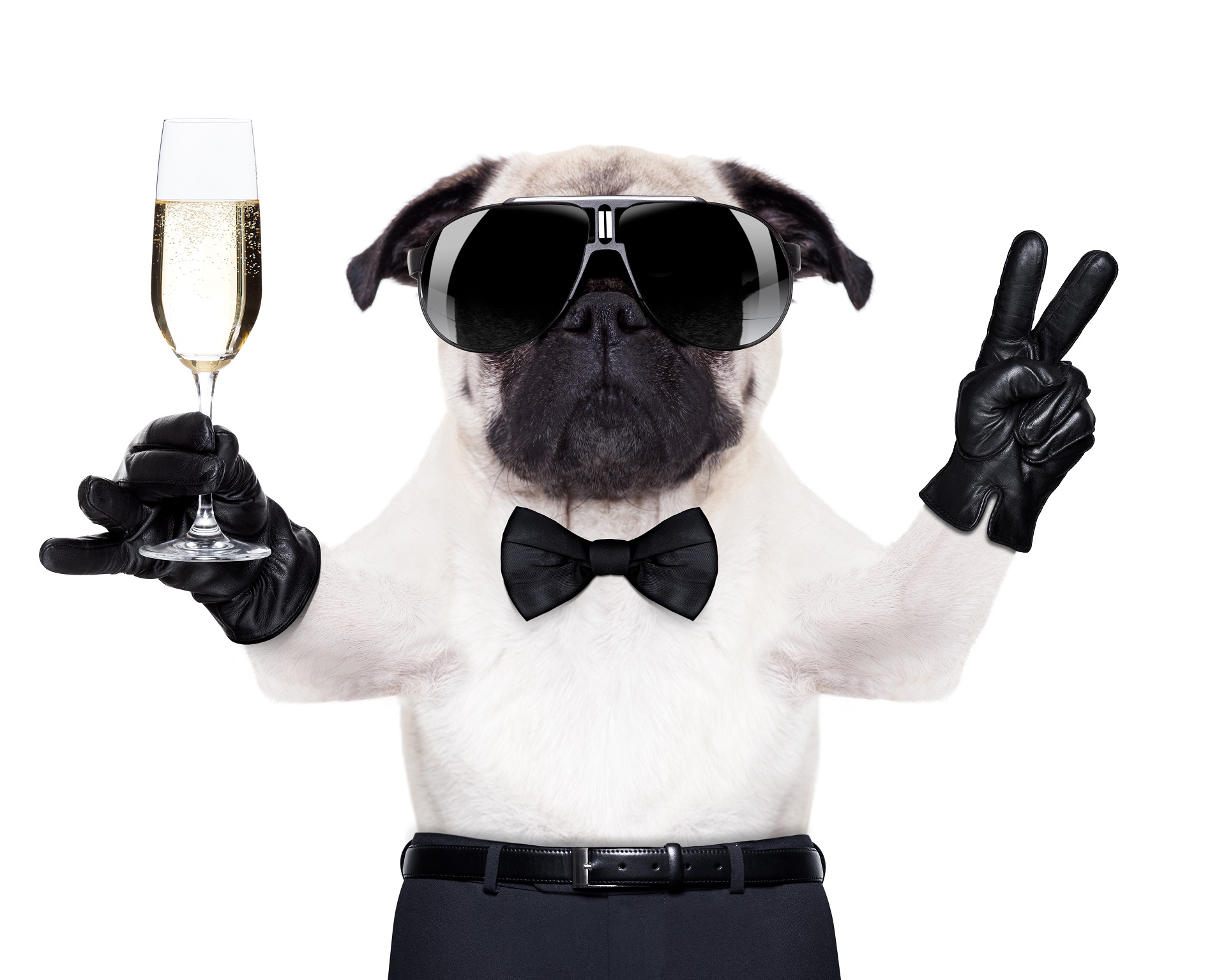 Celebratory Pug HD Wallpaper: Stylish and Playful Vibes