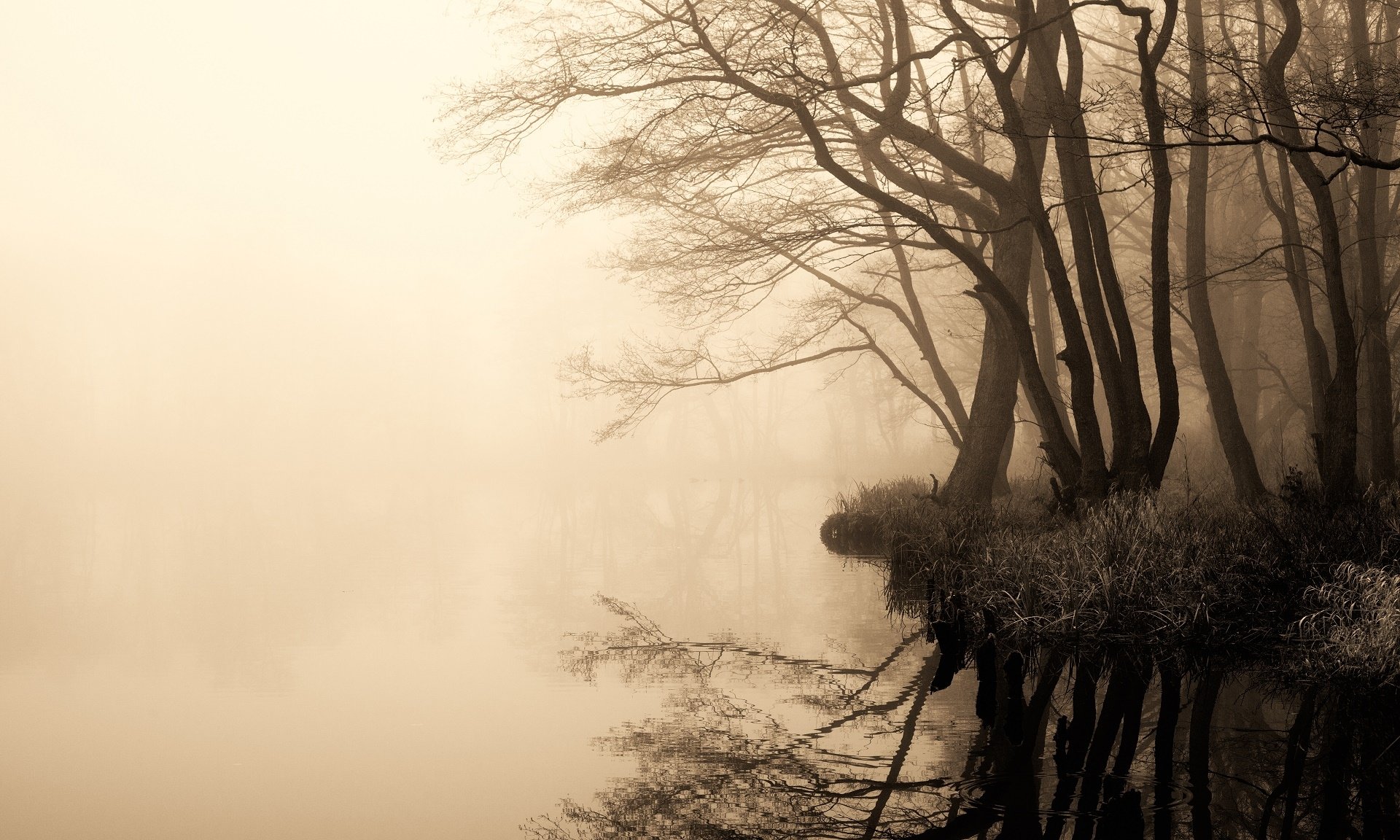 Misty Morning Serenity: HD Nature Fog Wallpaper