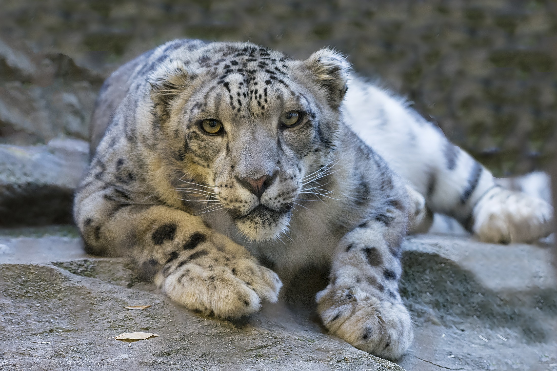 Download Stare Wildcat Cat Animal Snow Leopard HD Wallpaper by skeeze
