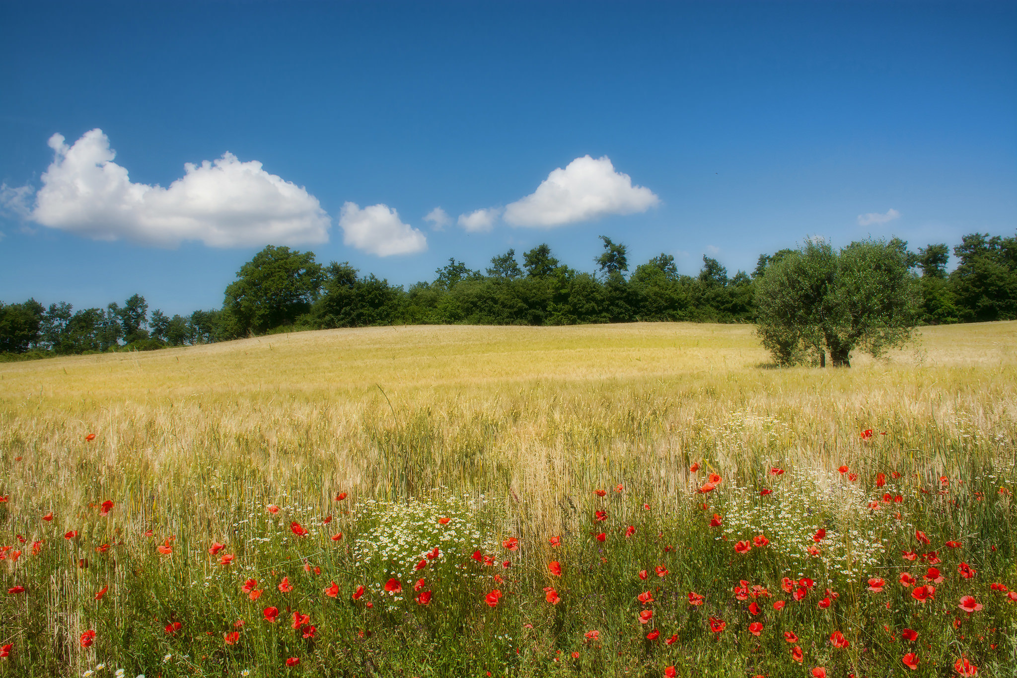 Download White Flower Yellow Flower Flower Field Blossom Tree Spring ...