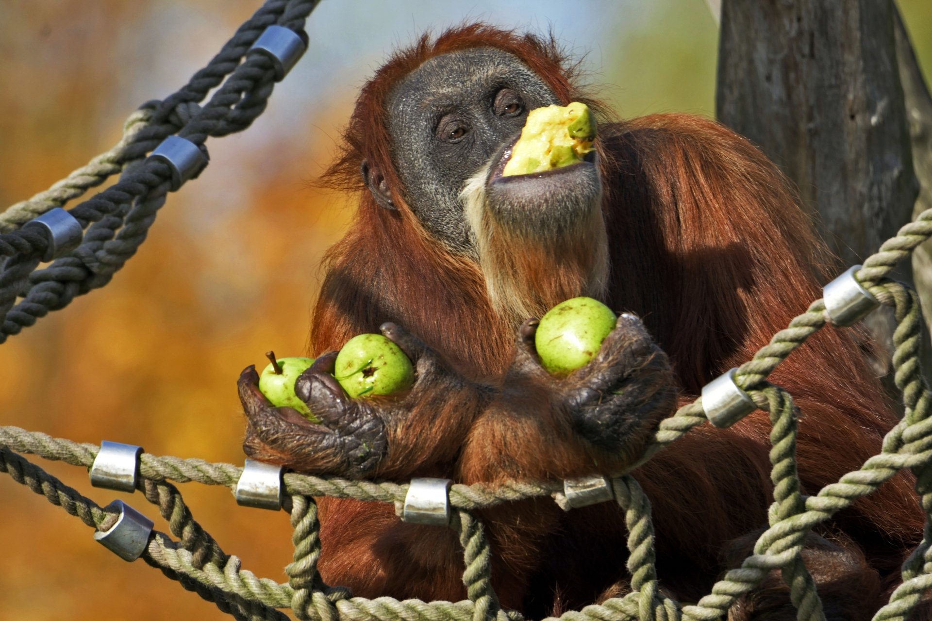 Orangutan Bliss: Pear Feast in a Cozy Hammock – HD Wildlife Wallpaper ...