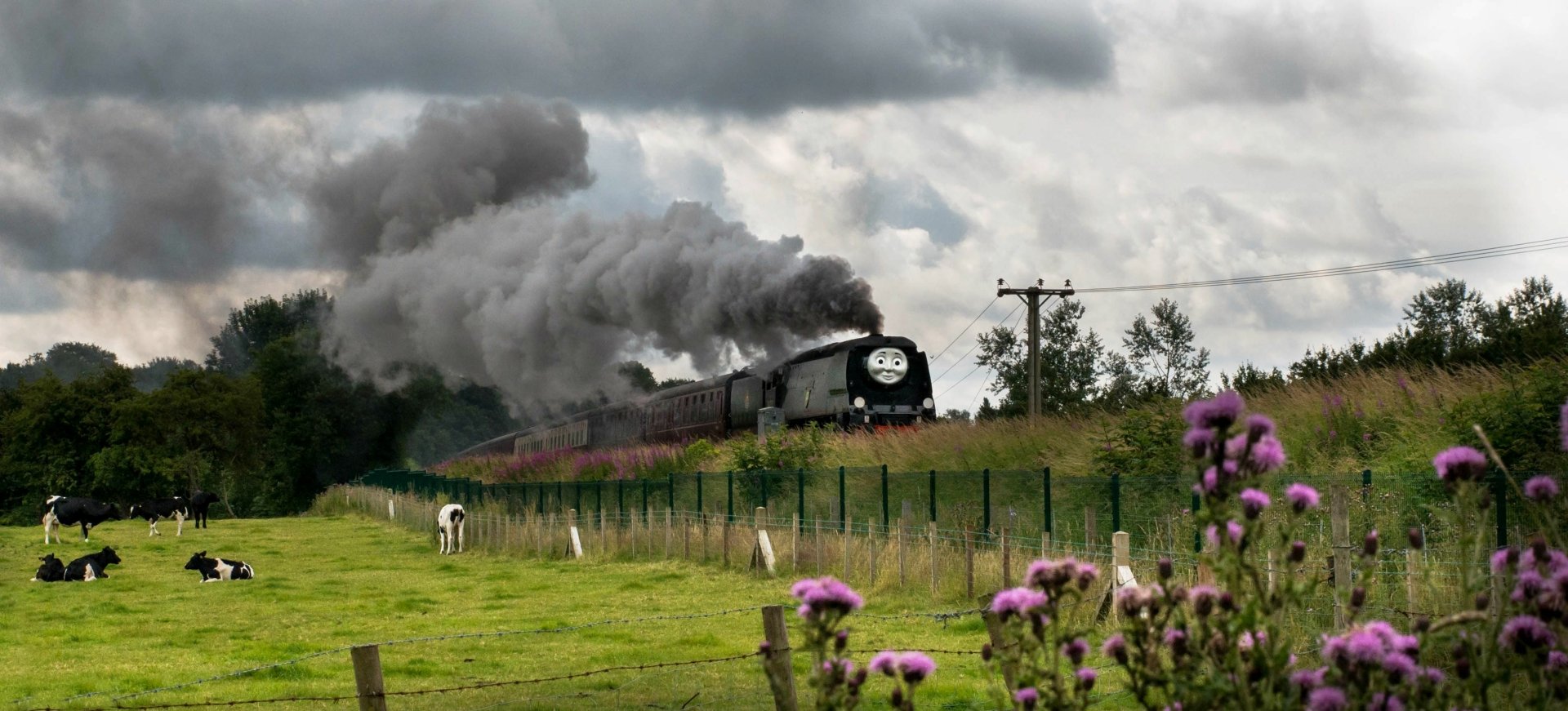 Download Cow Vehicle Train HD Wallpaper