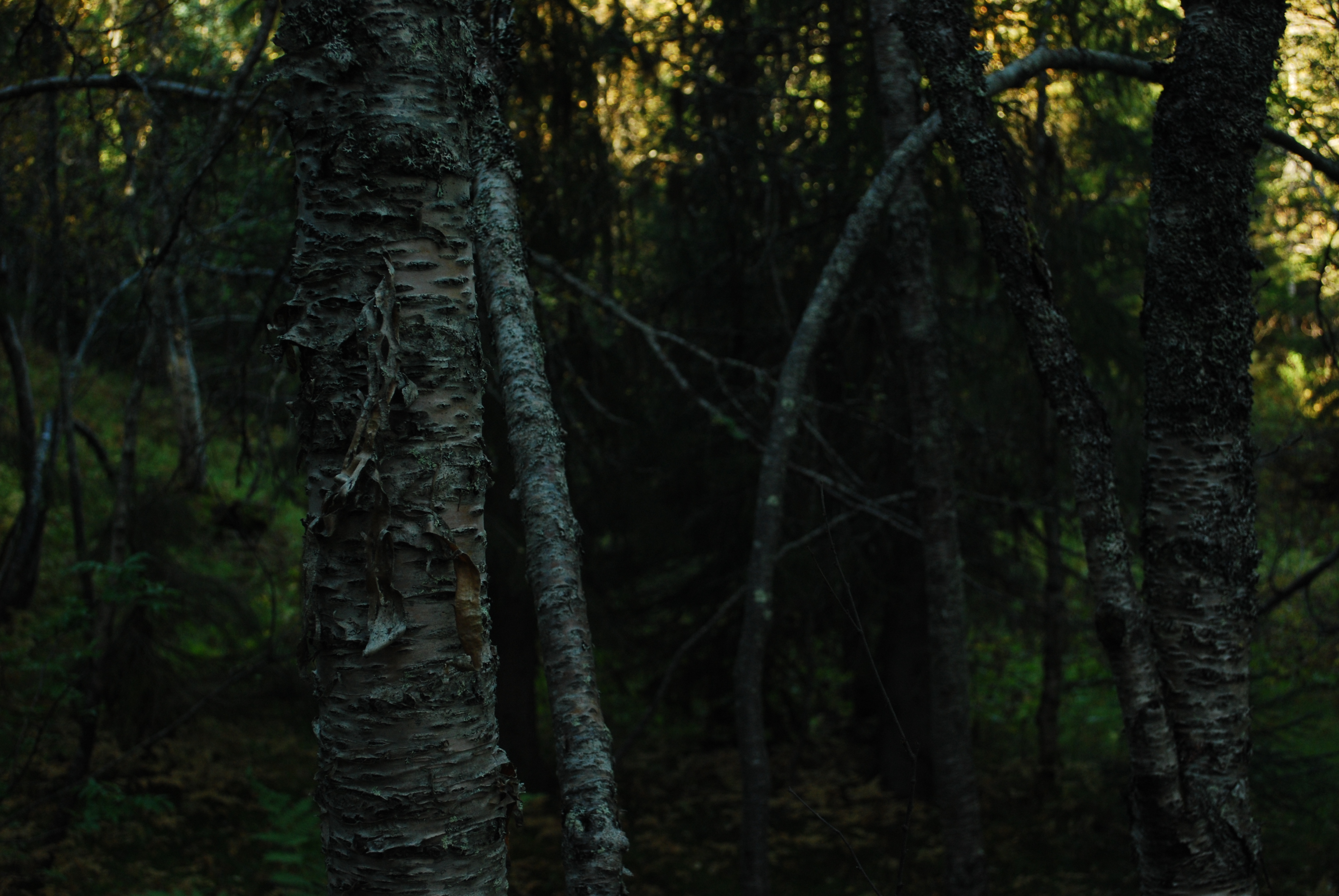 Tree 4k Ultra HD Wallpaper