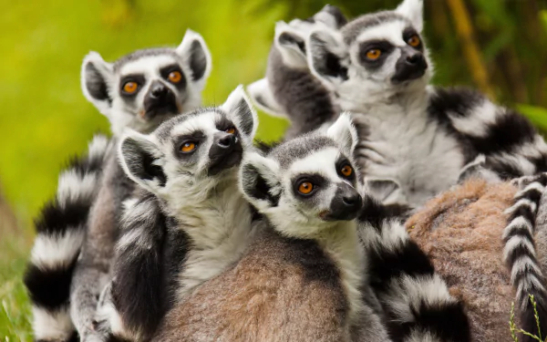 HD Lemur Family: Nature’s Playful Ring-Tailed Wonders