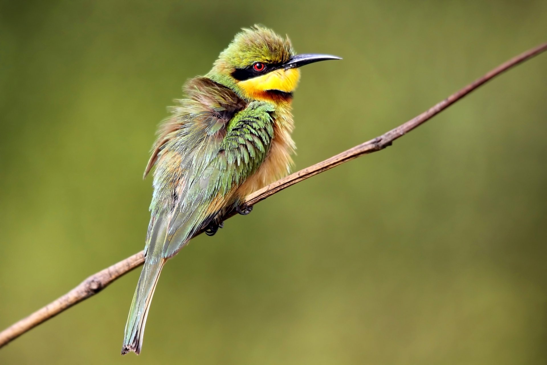 Emerald Bee-eater on Branch — HD Animal Wallpaper | 2048x1365 ...
