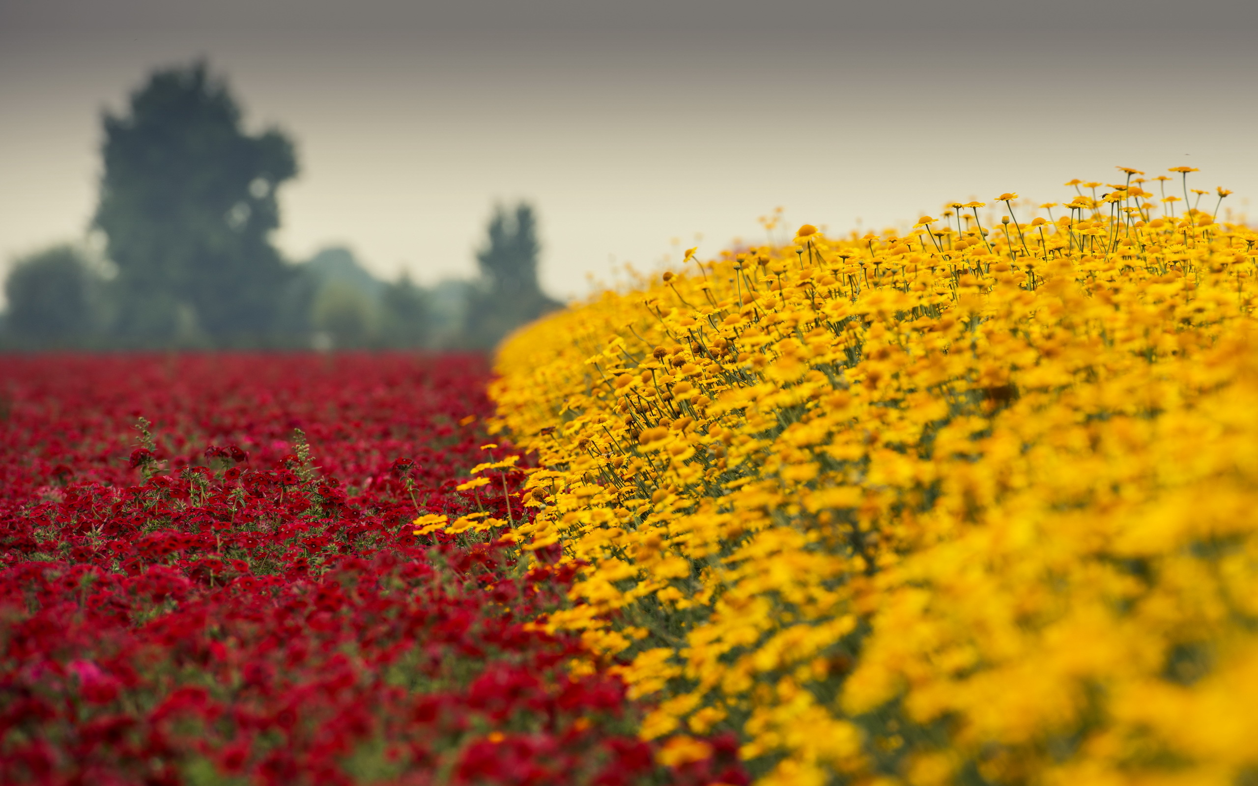 Yellow Field Flowers Hd Desktop Wallpapers 4k Hd