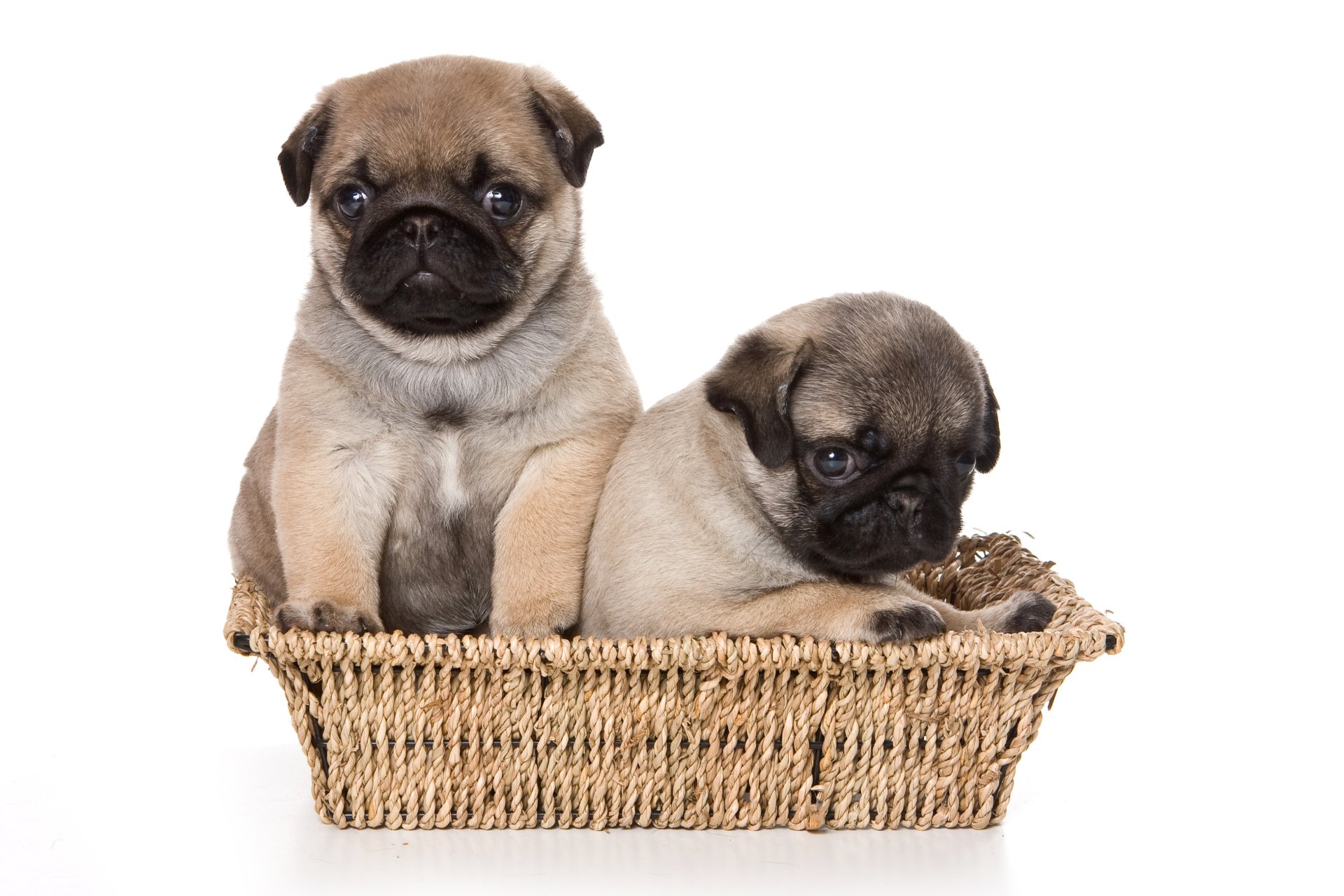 Adorable Pug Puppies in 4K Ultra HD – Perfect Animal Wallpaper