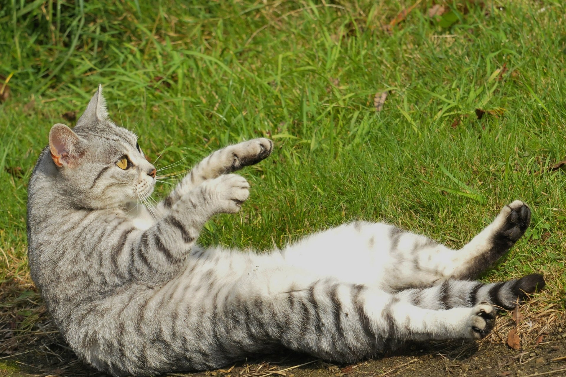Download Grass Animal Cat HD Wallpaper