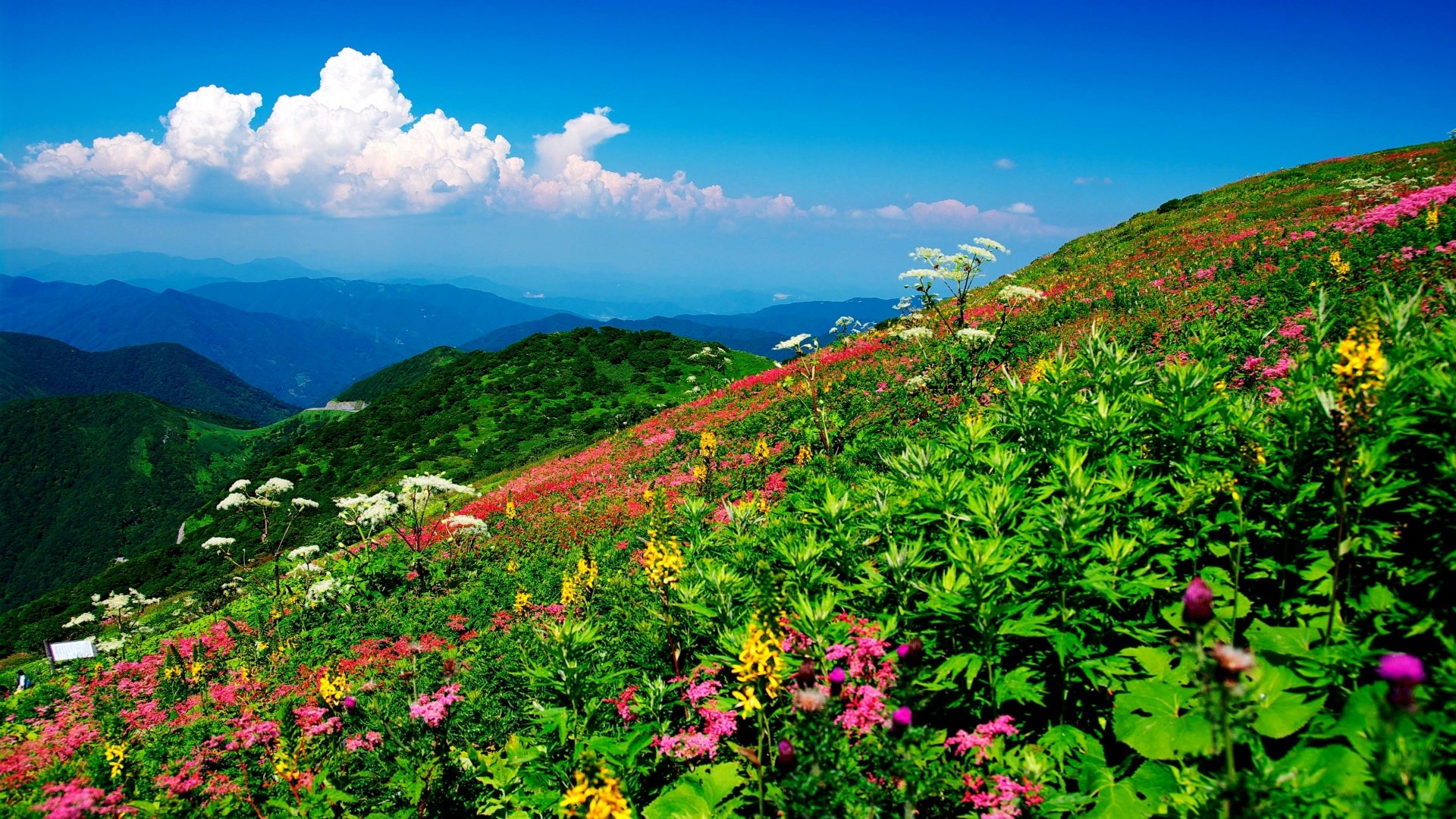 4K Ultra HD Mountain Bloom: Vibrant Clouds & Flowers on a Scenic ...