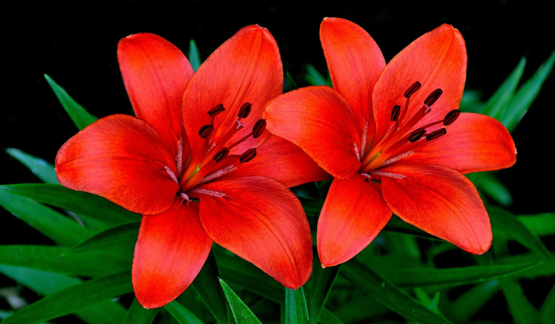 Vibrant Red Lilies: Stunning Close-Up Nature HD Wallpaper