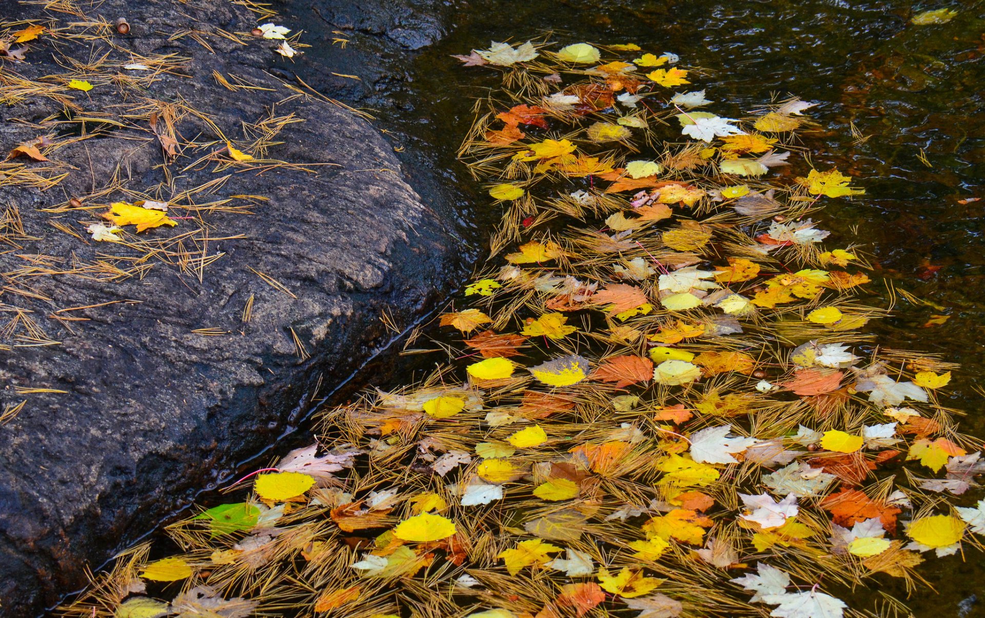 Autumn Leaves Drift Gently in Crystal Clear Forest Stream – HD Nature ...