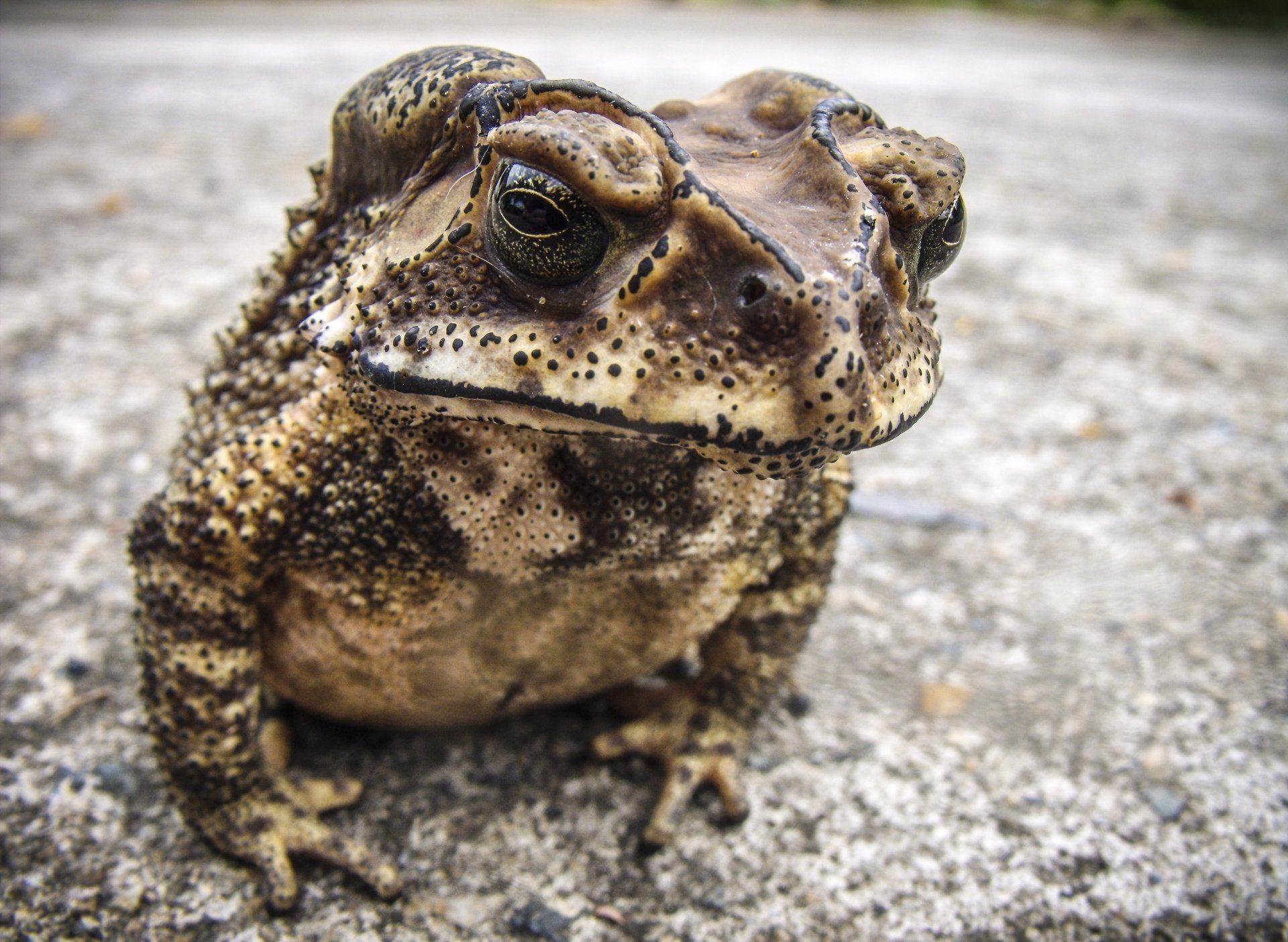 Download Animal Toad HD Wallpaper