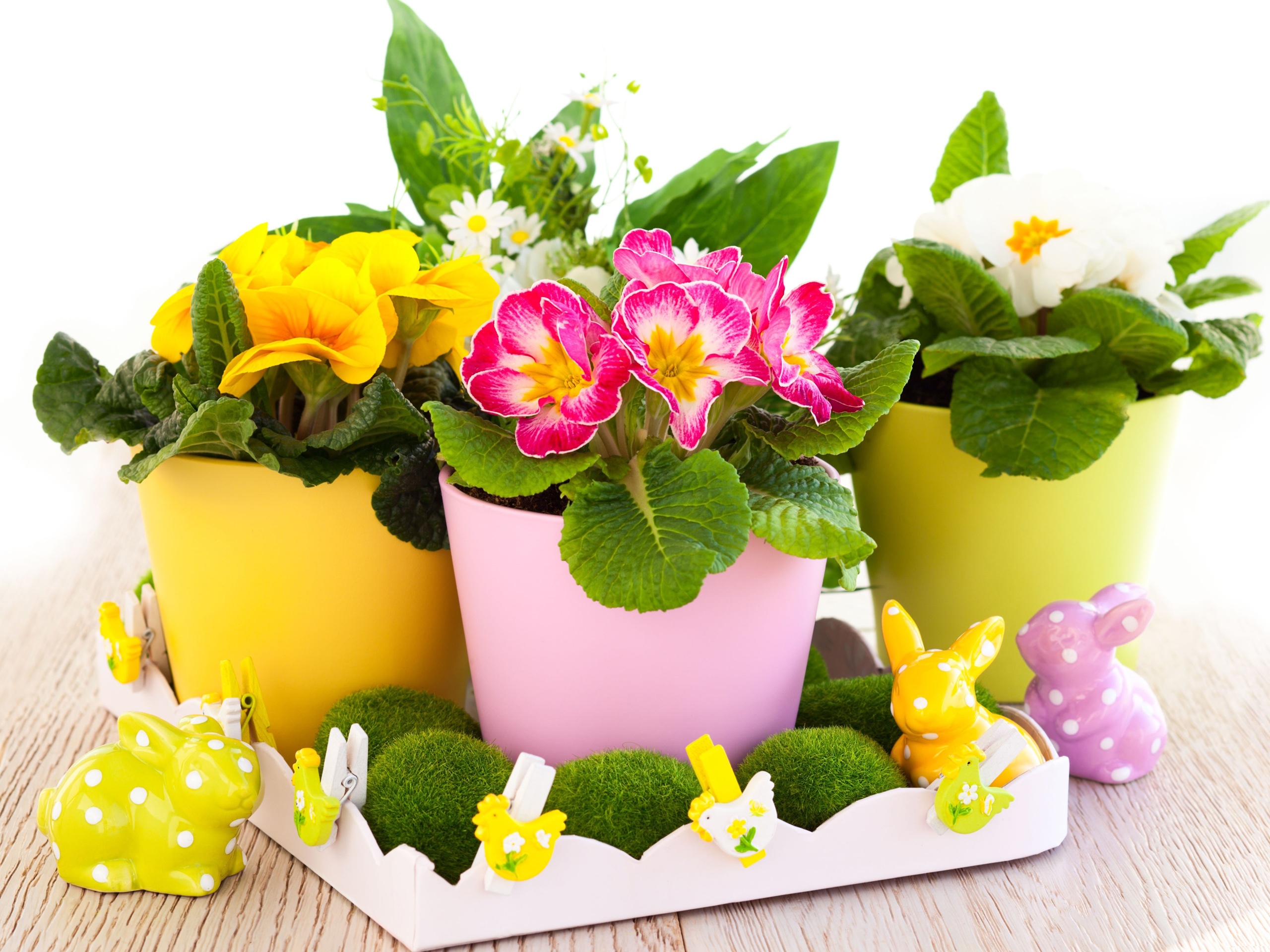 Bright Easter Bunny Blooms: Colorful Spring Plants in Pink, Yellow ...