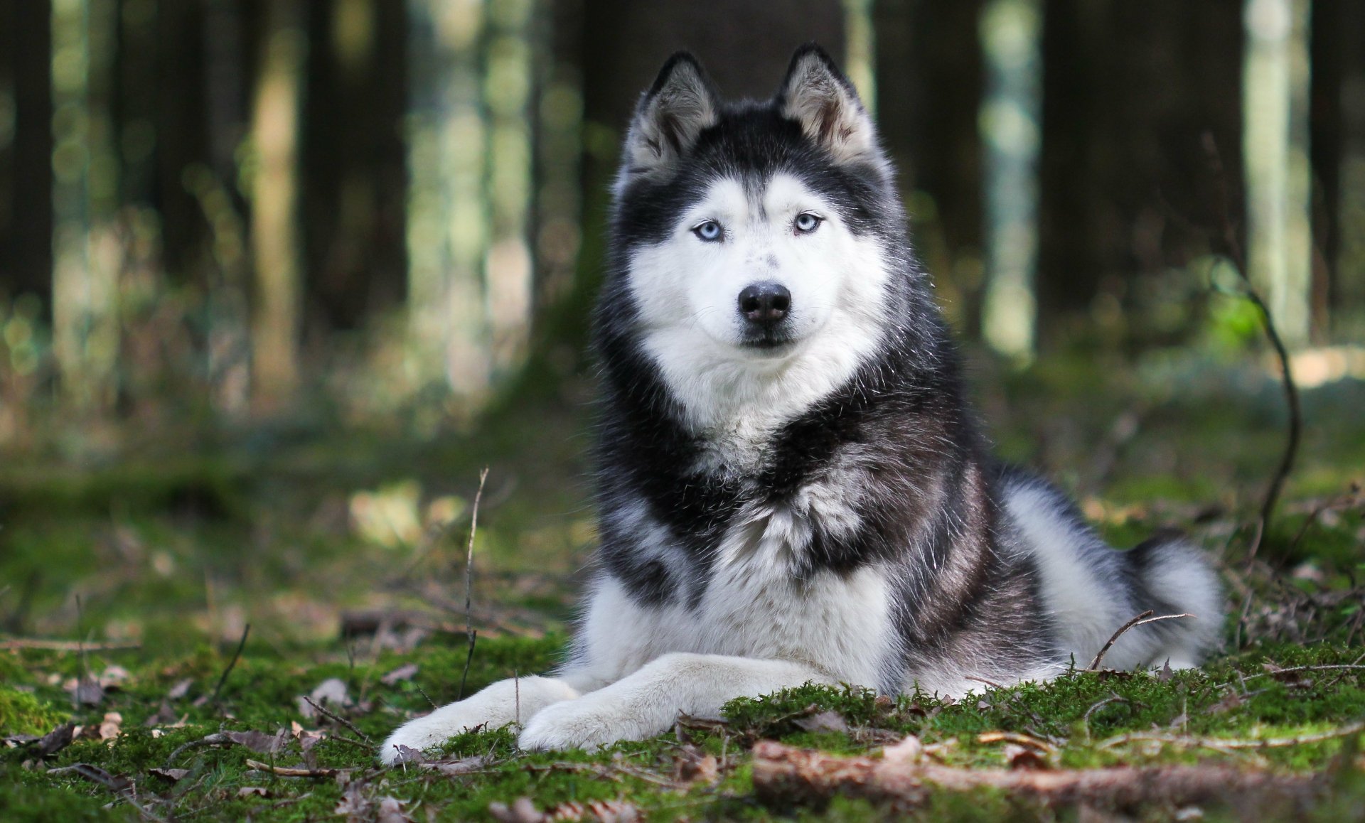 Stunning Husky in Bokeh: HD Wallpaper for Animal Lovers