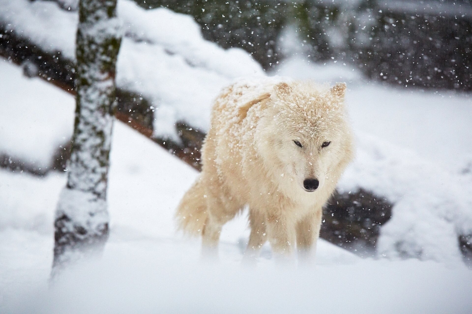 Winter Wolf in Silent Snowfall HD Wallpaper | 1920x1280 | Wallpaper Abyss